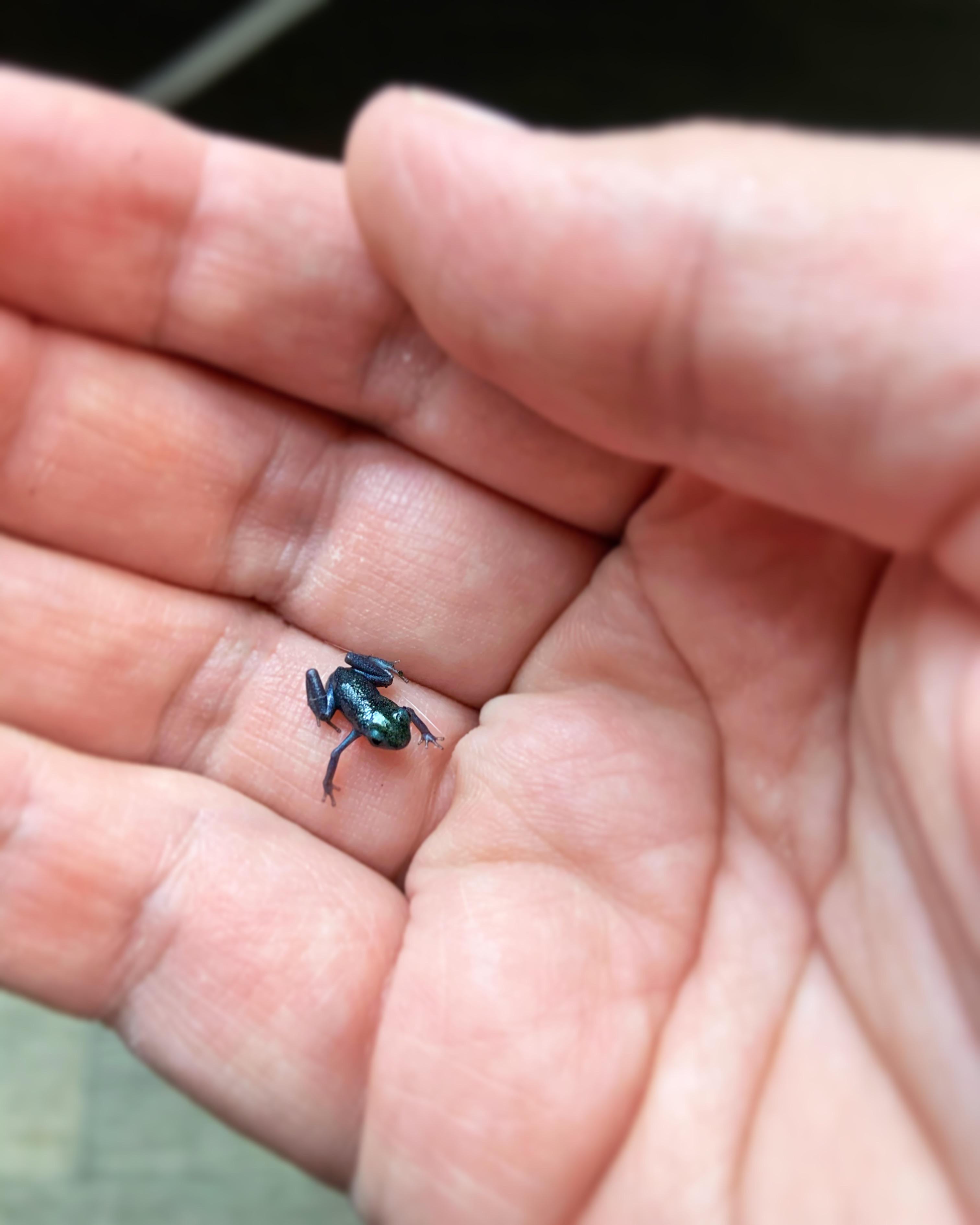 Smol frog | Scrolller