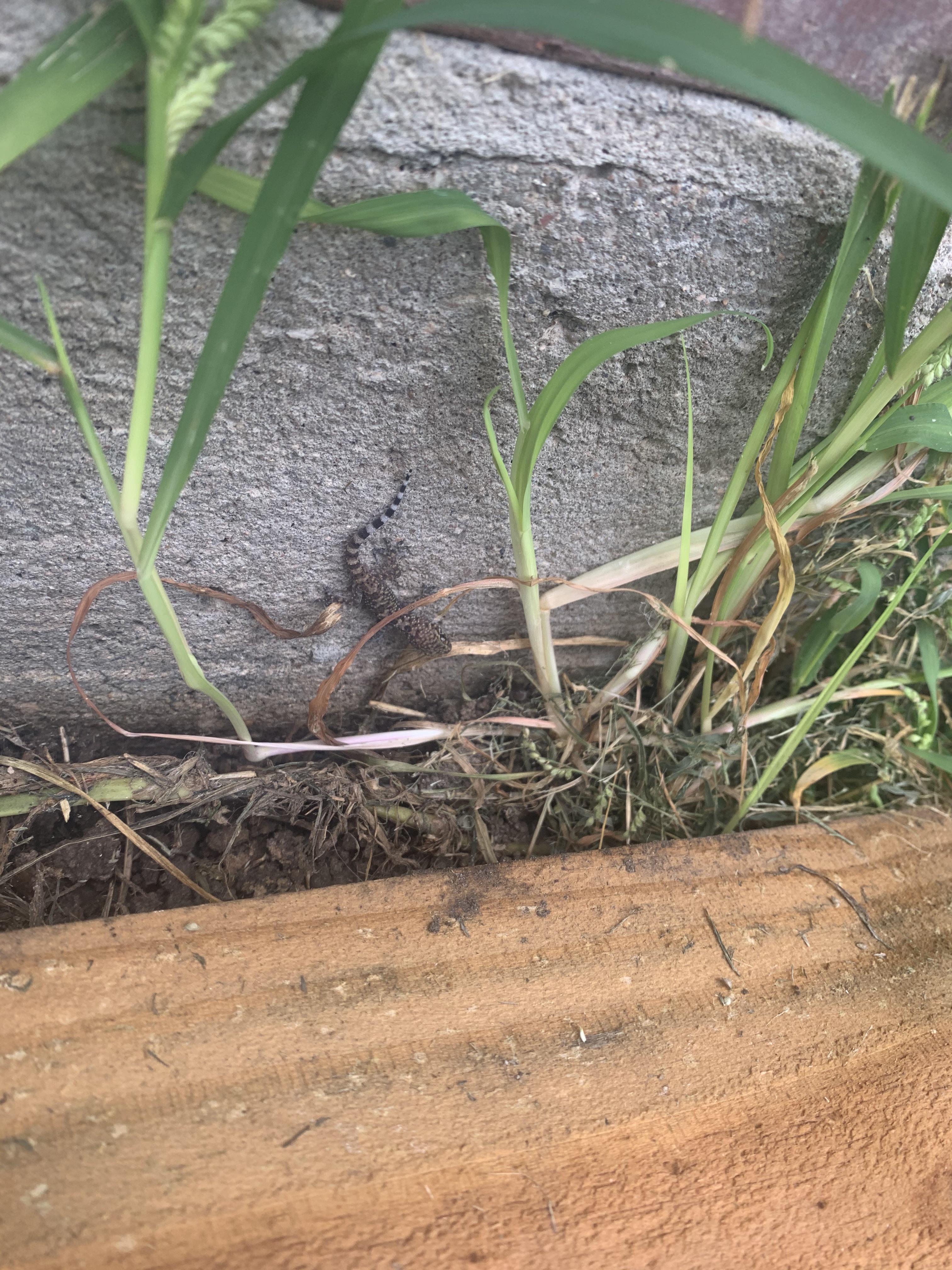 Smol gek | Scrolller