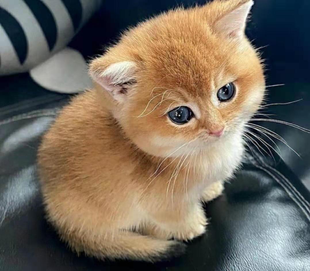 Smol kitten | Scrolller