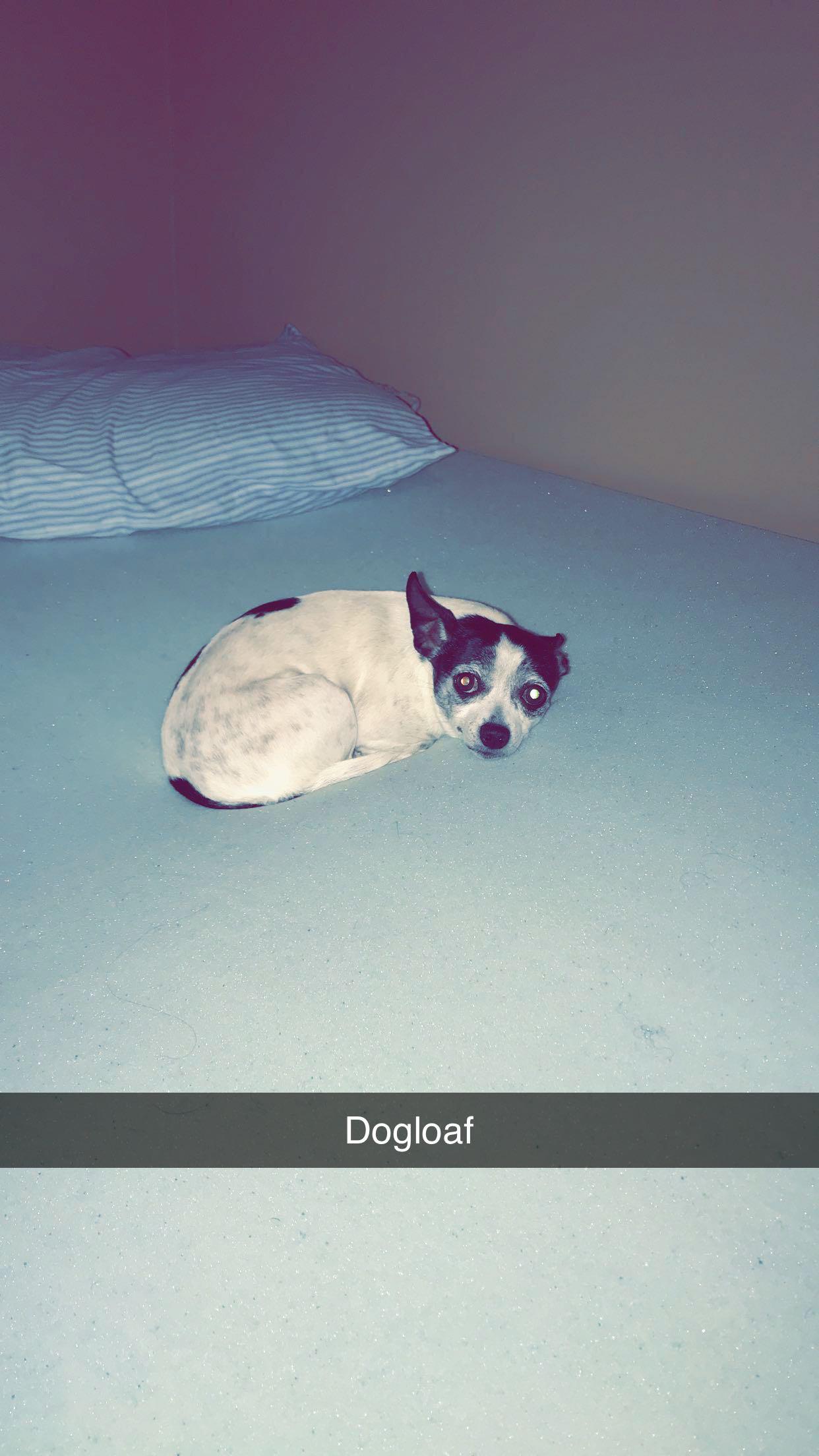 Smol Loaf | Scrolller