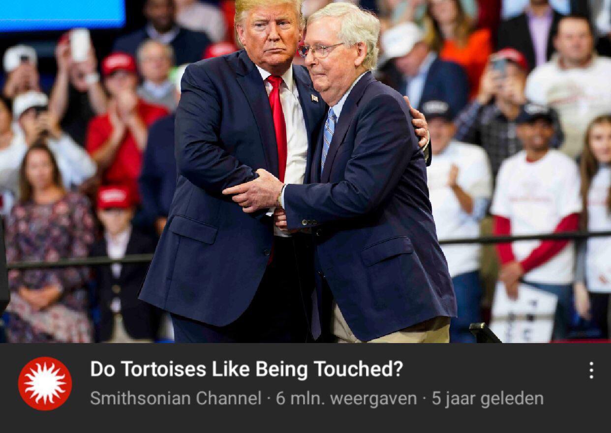 smooby tortoise | Scrolller