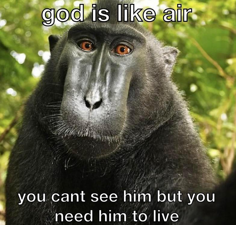 smort monke | Scrolller