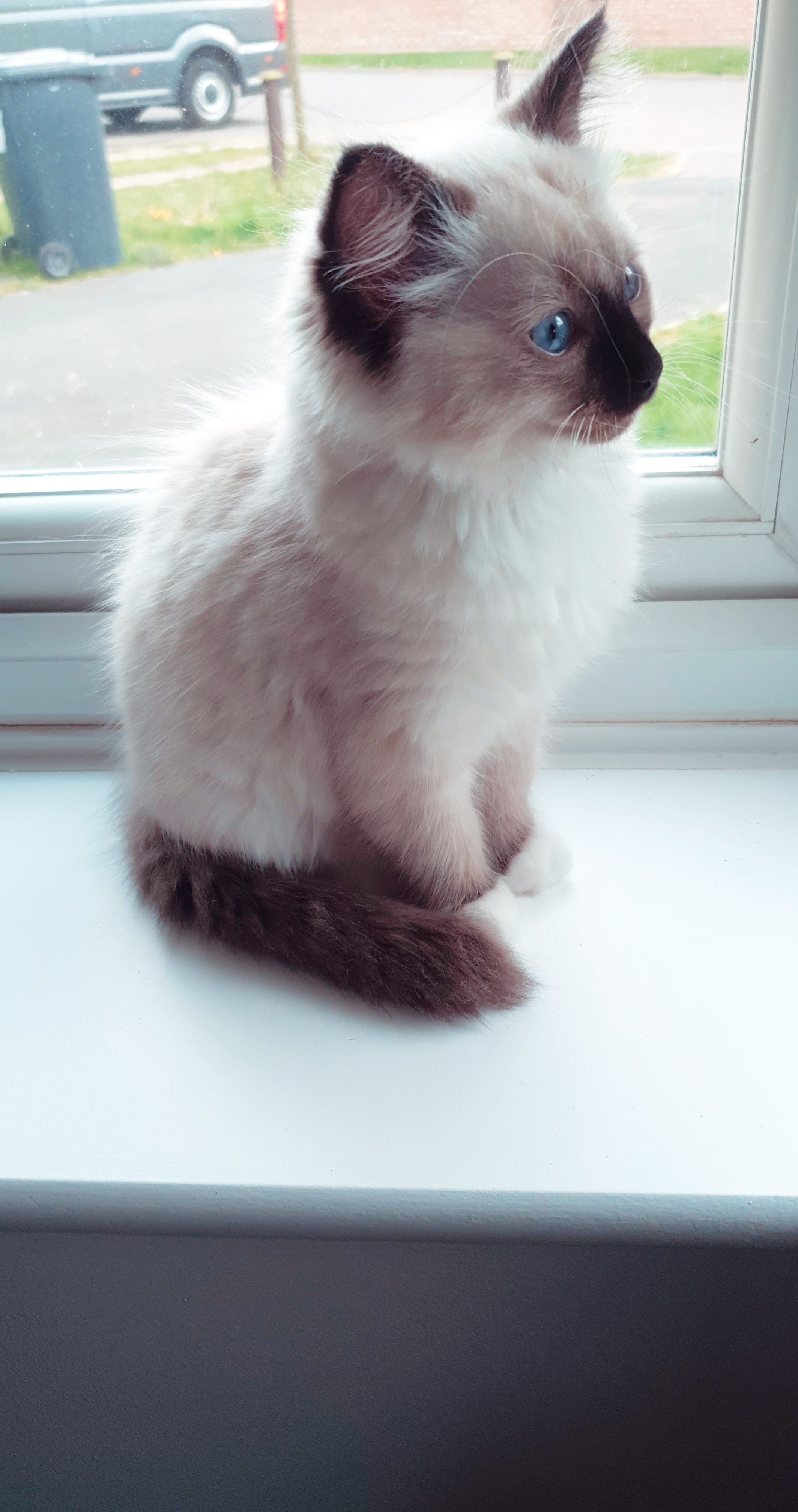 Smudge discovered the windowsill | Scrolller