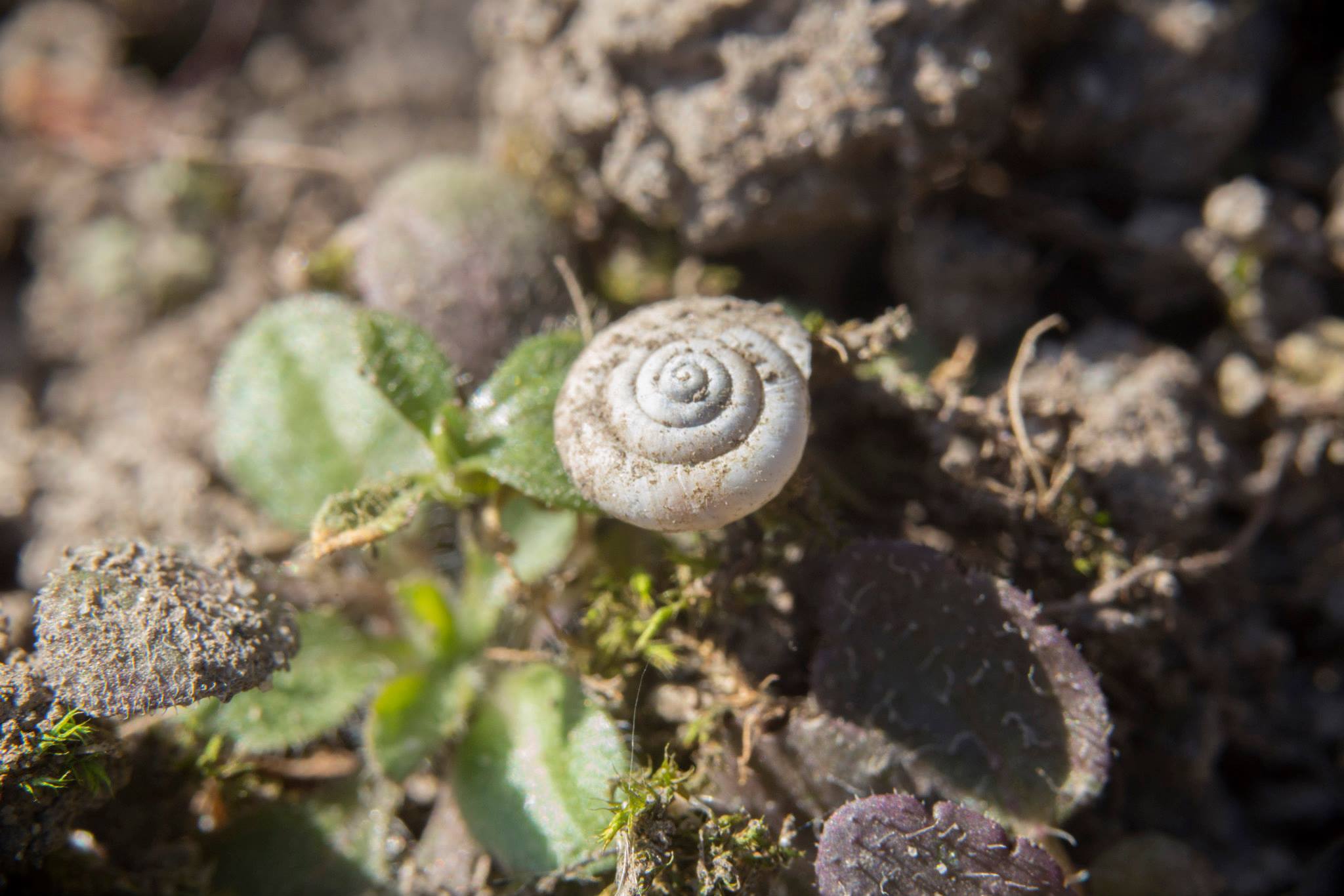 Snail shell spiral | Scrolller
