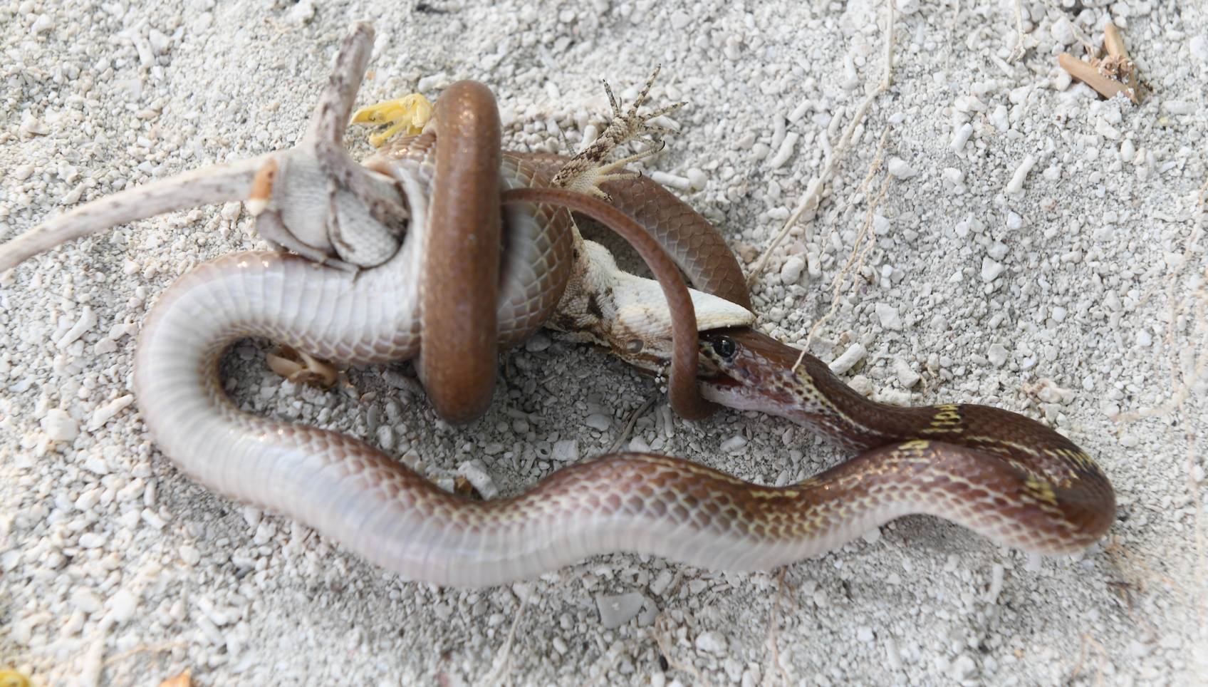 Snake devours lizard | Scrolller