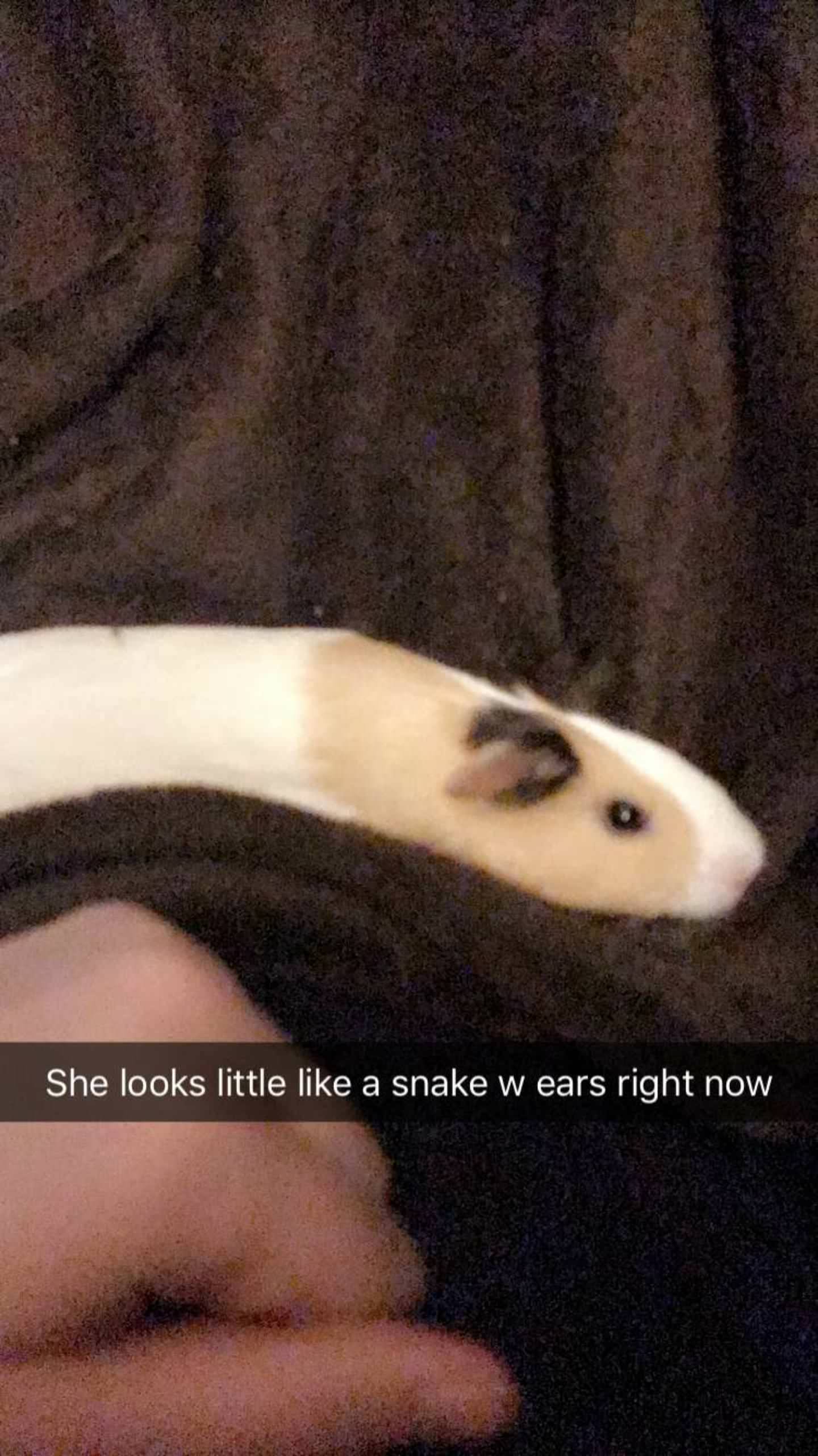 snek irl | Scrolller