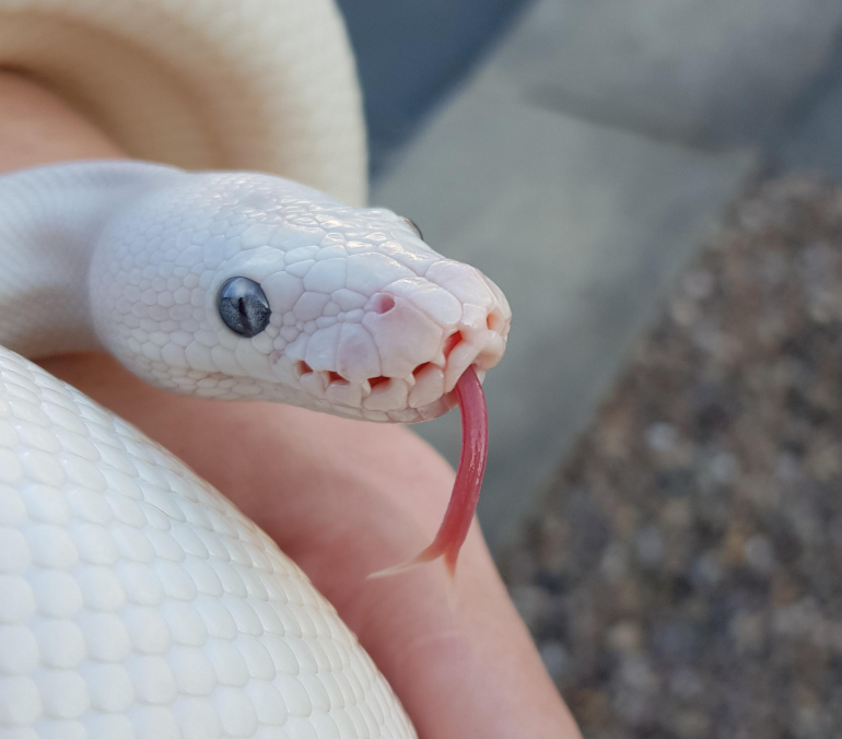 snek irl | Scrolller