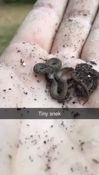 snek_irl | Scrolller