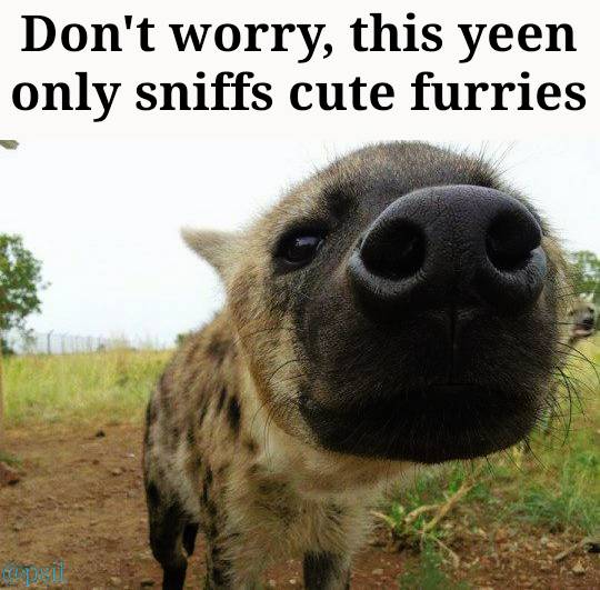 Sniff Irl Scrolller