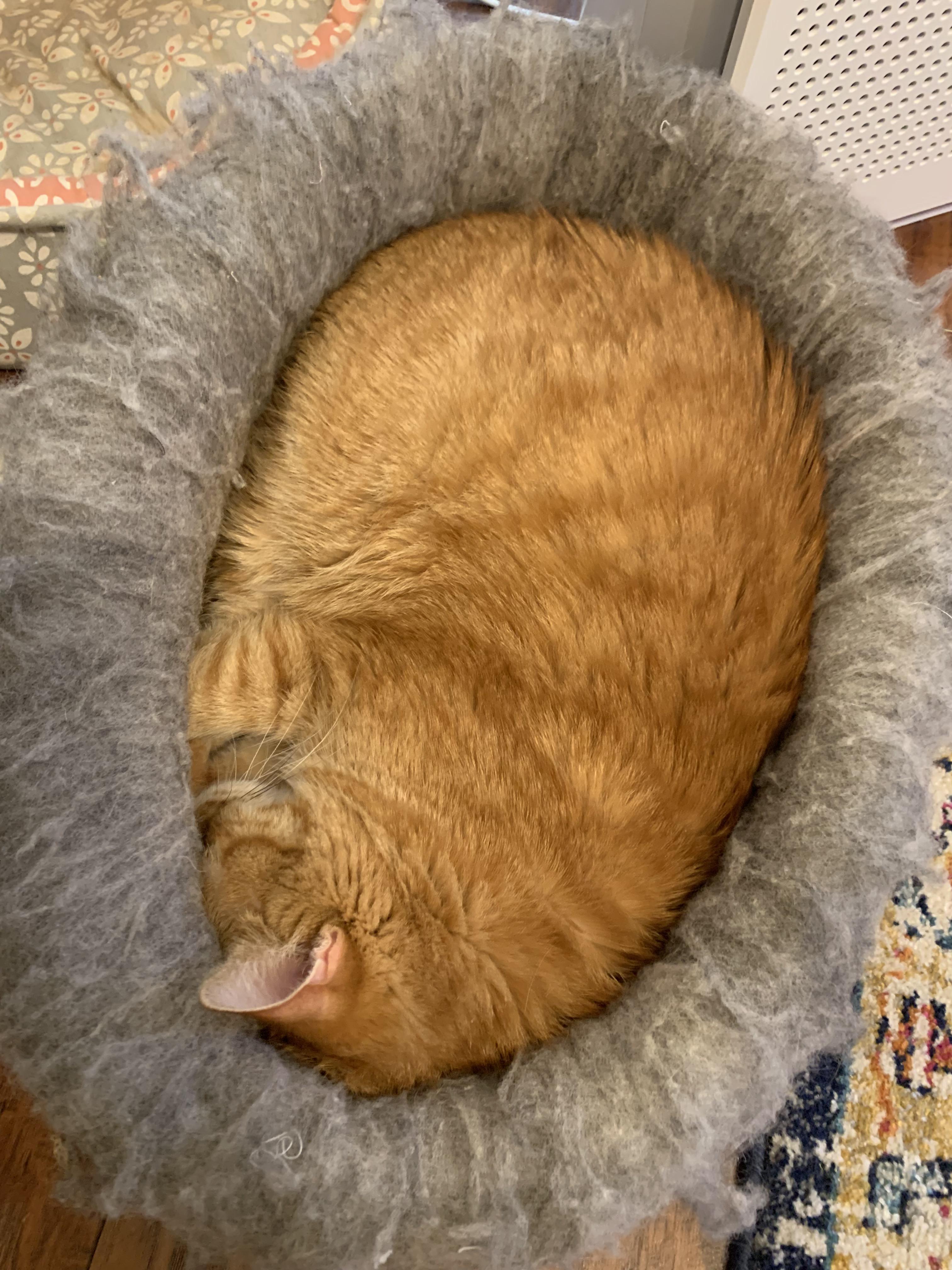 Snug as a bug | Scrolller