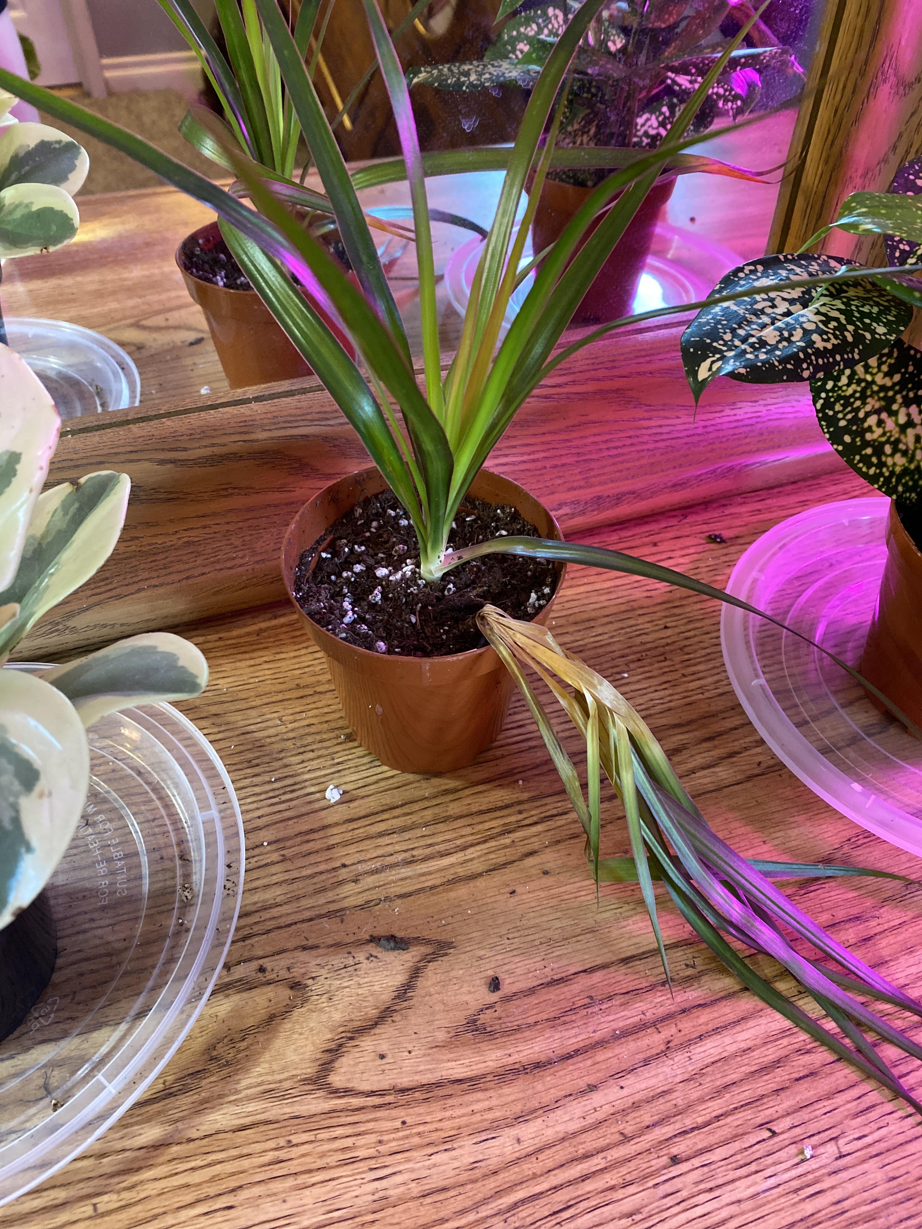 So dramatic | Scrolller