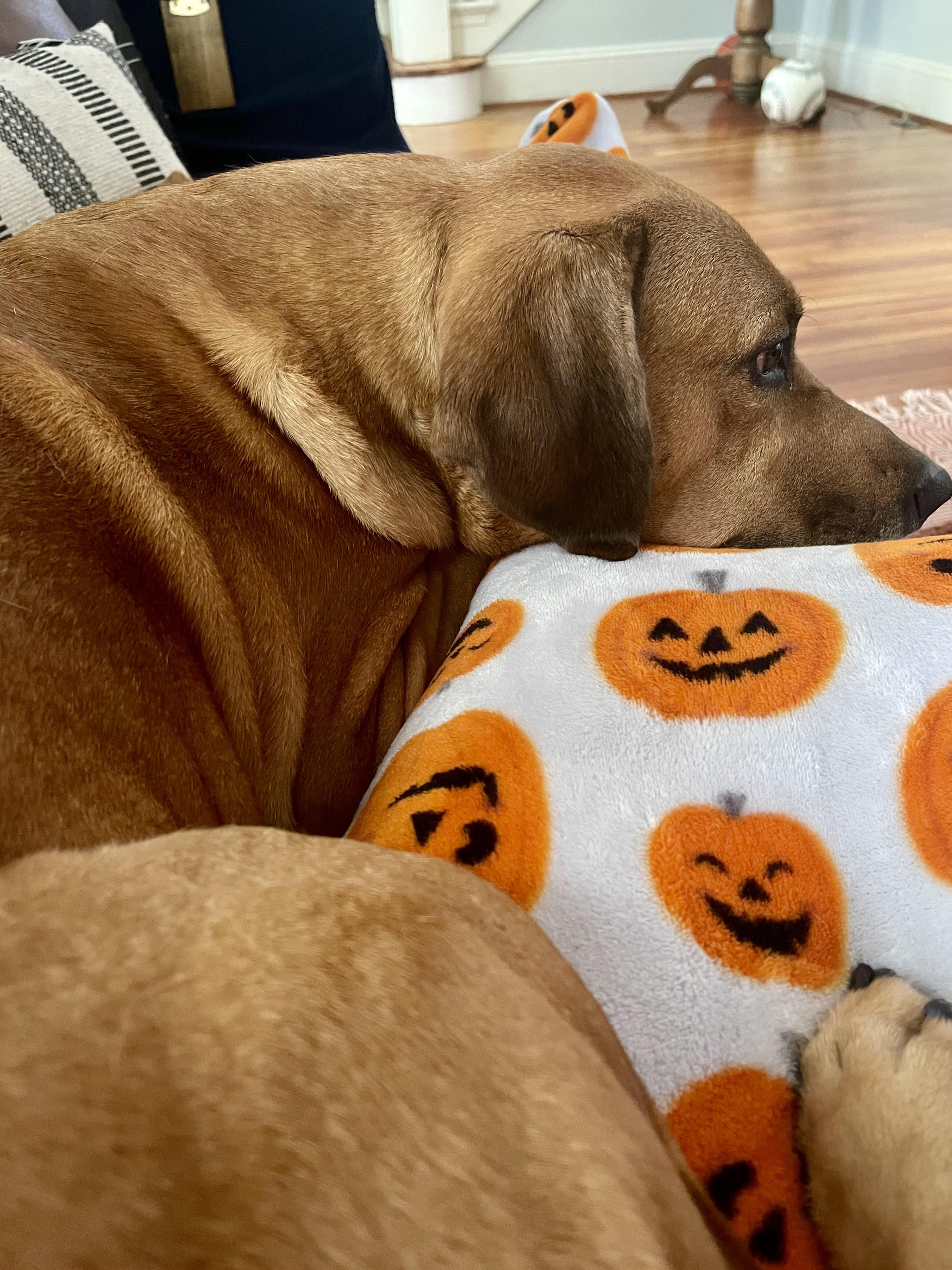 So much squish! | Scrolller