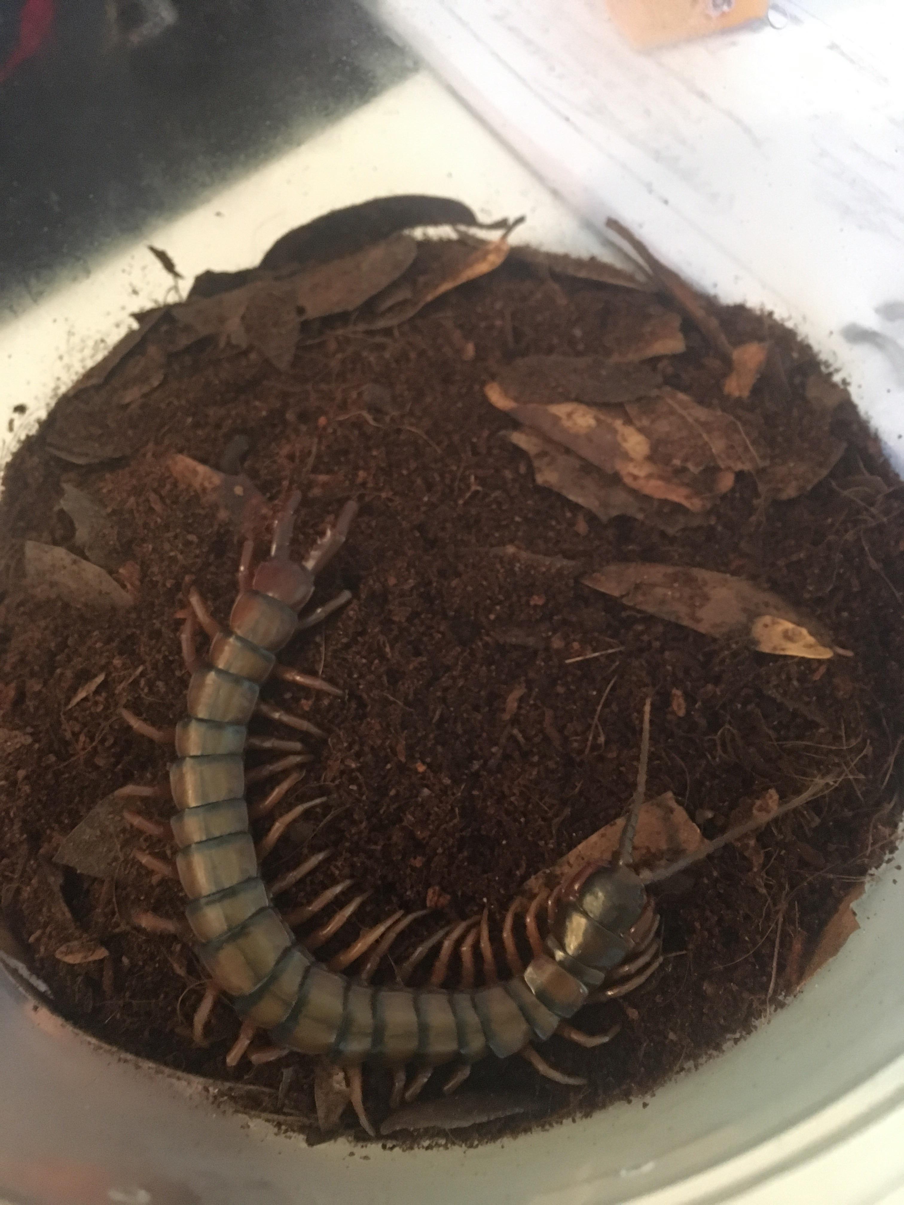 Sold as African tiger centipede. What genus? | Scrolller