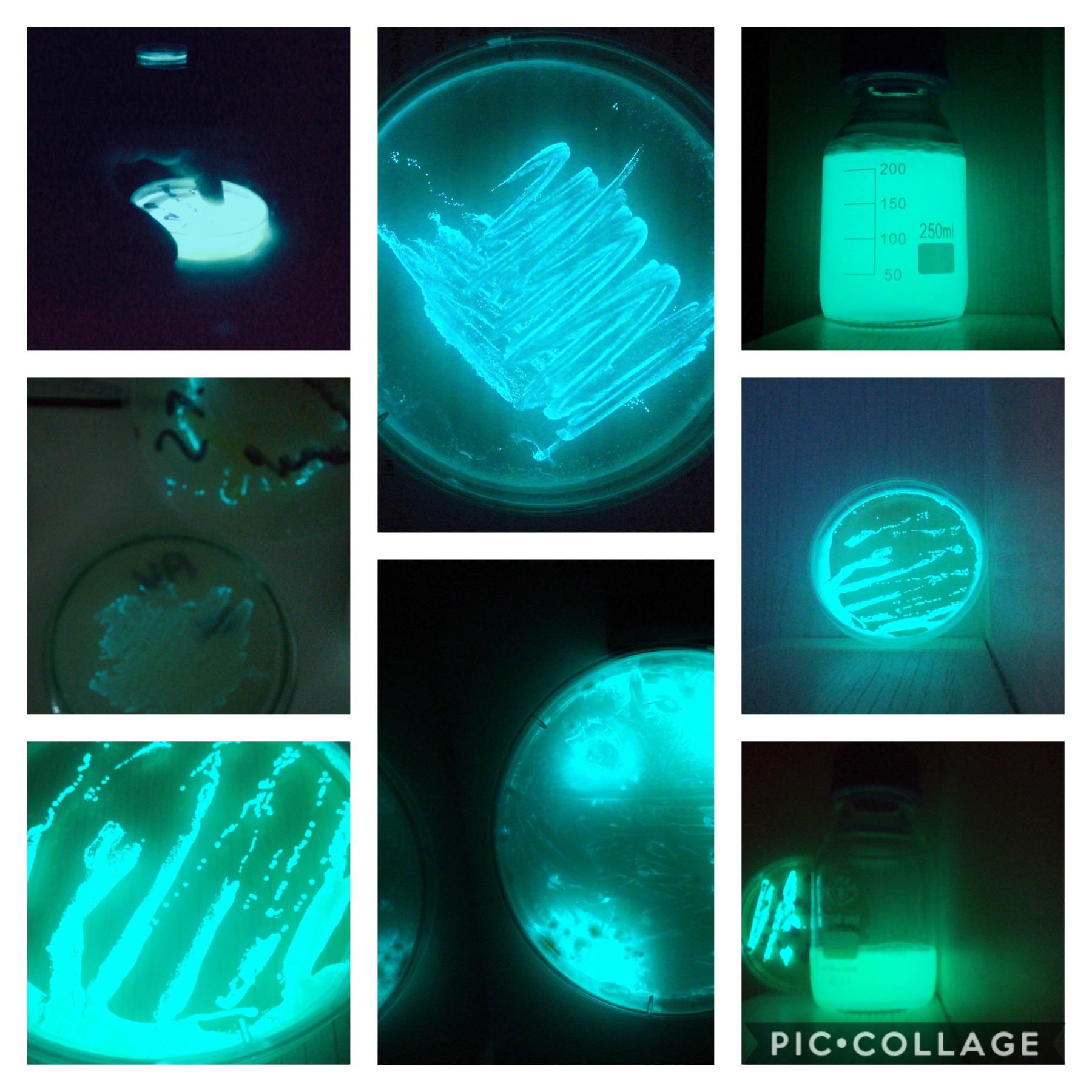Some beautiful diy shots of bioluminescent bacteria | Scrolller