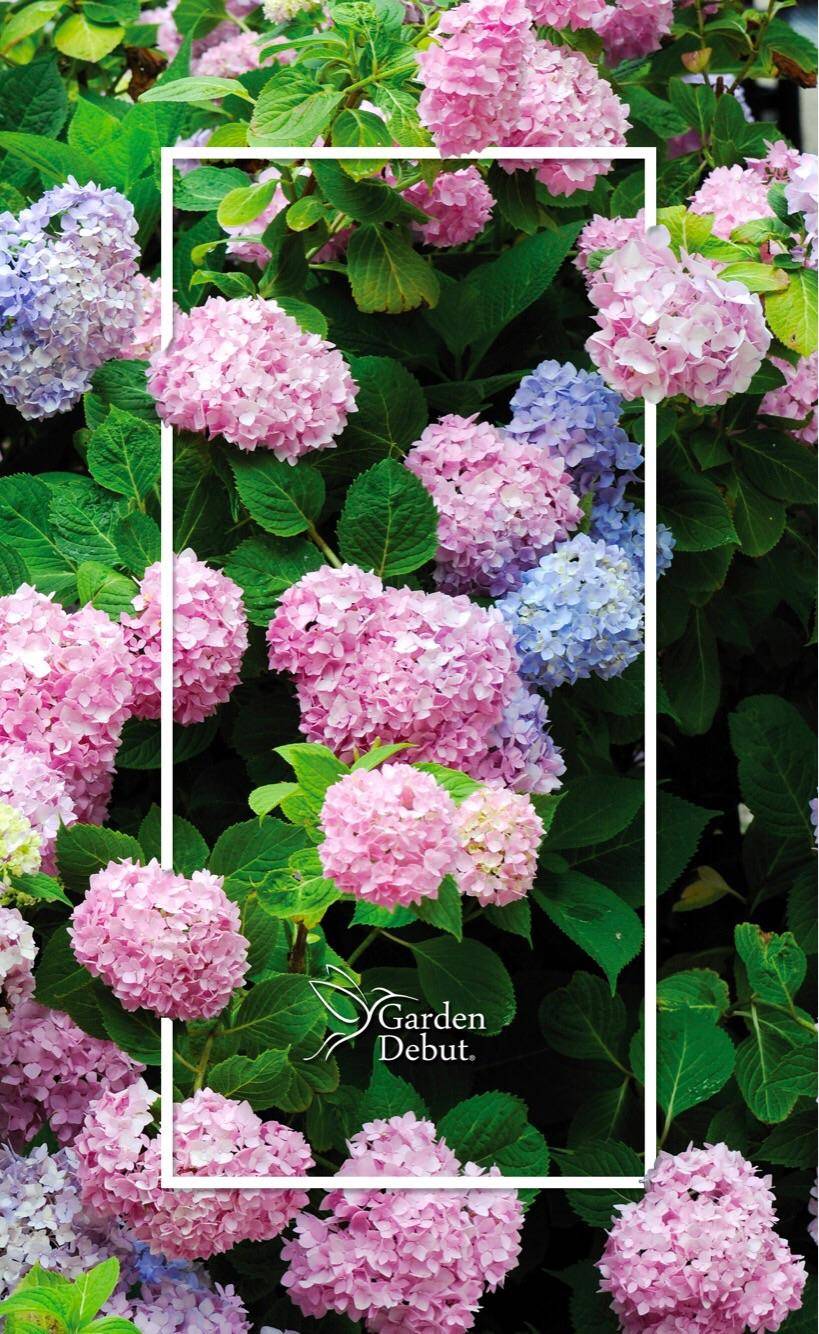 Some huge hydrangeas in full bloom! Formatted for iPhones 8, 7, and 6 in parallax. Enjoy ...