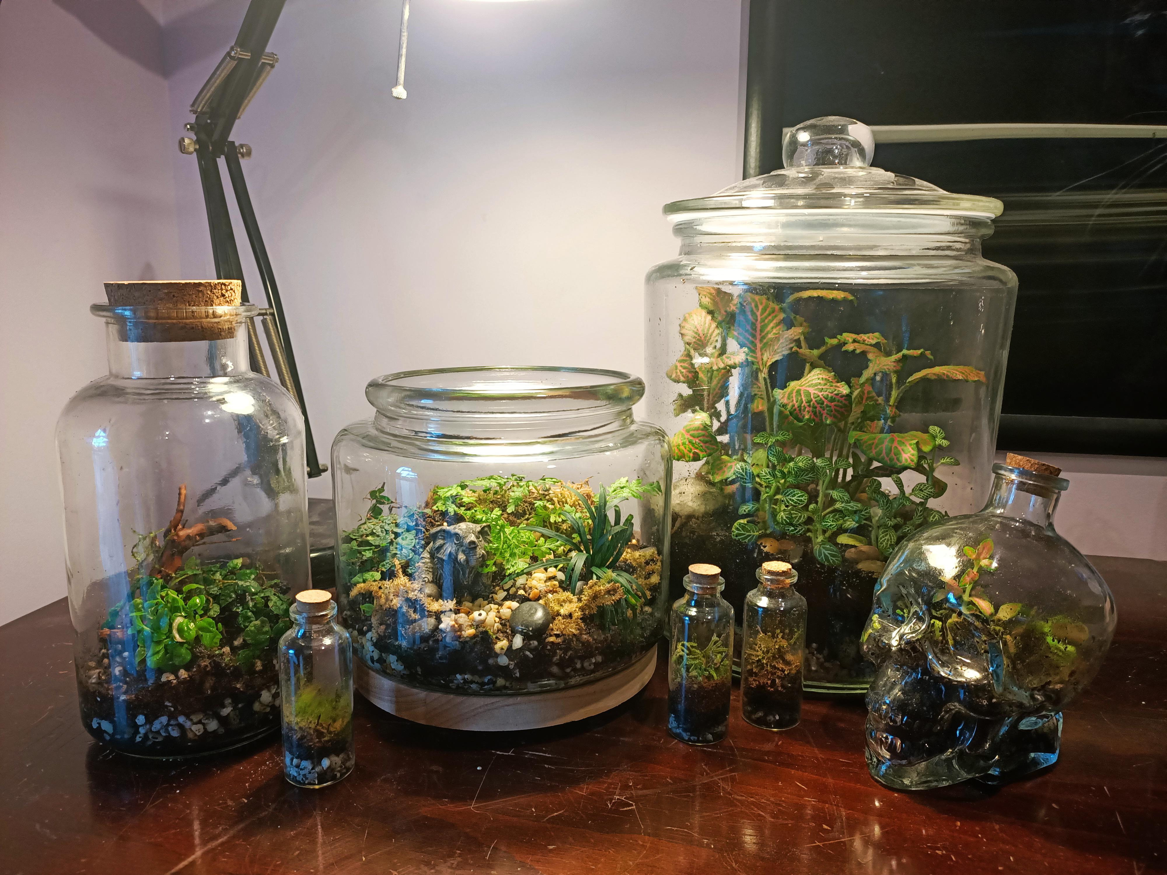 Some of my planted jars | Scrolller