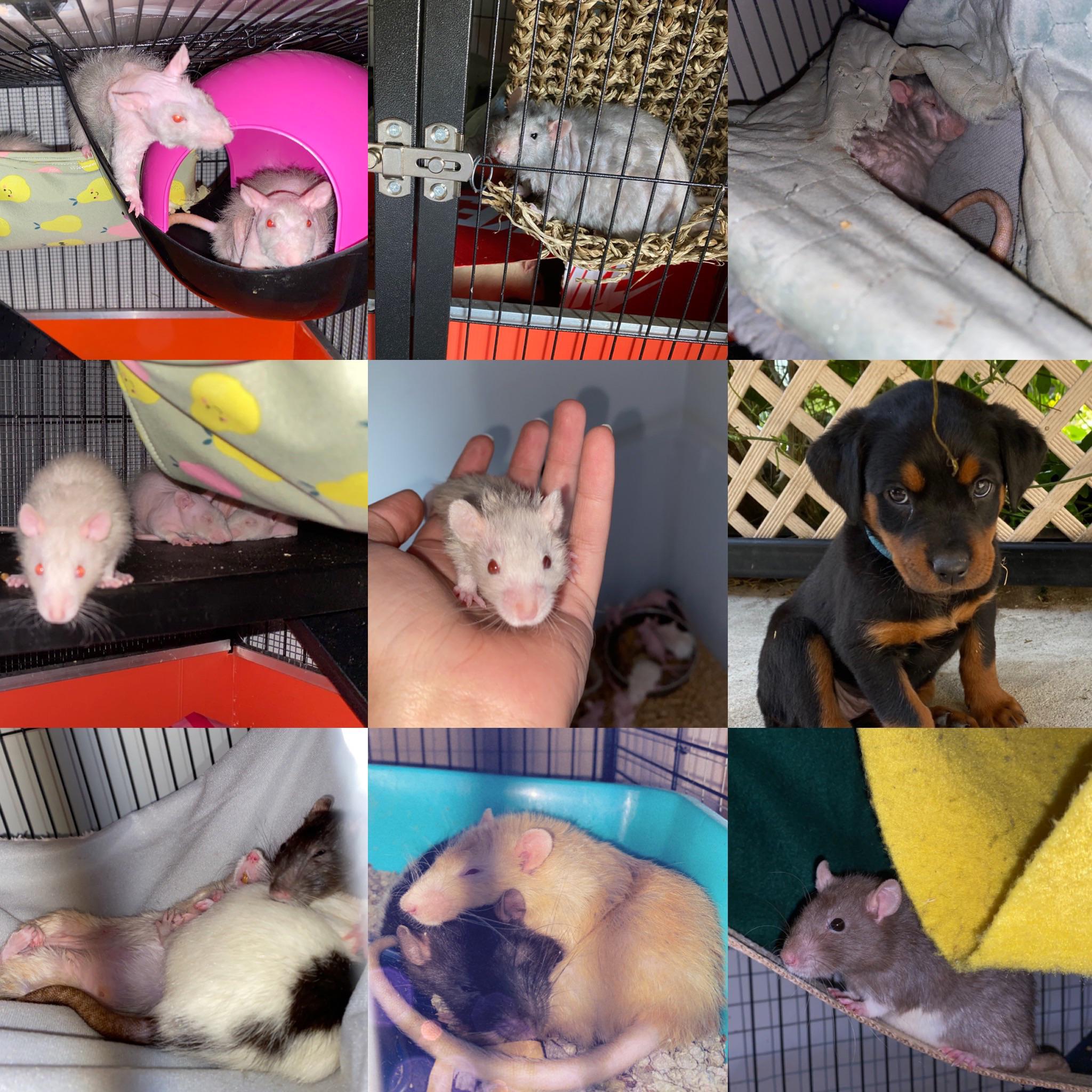 Some of my Rats | Scrolller