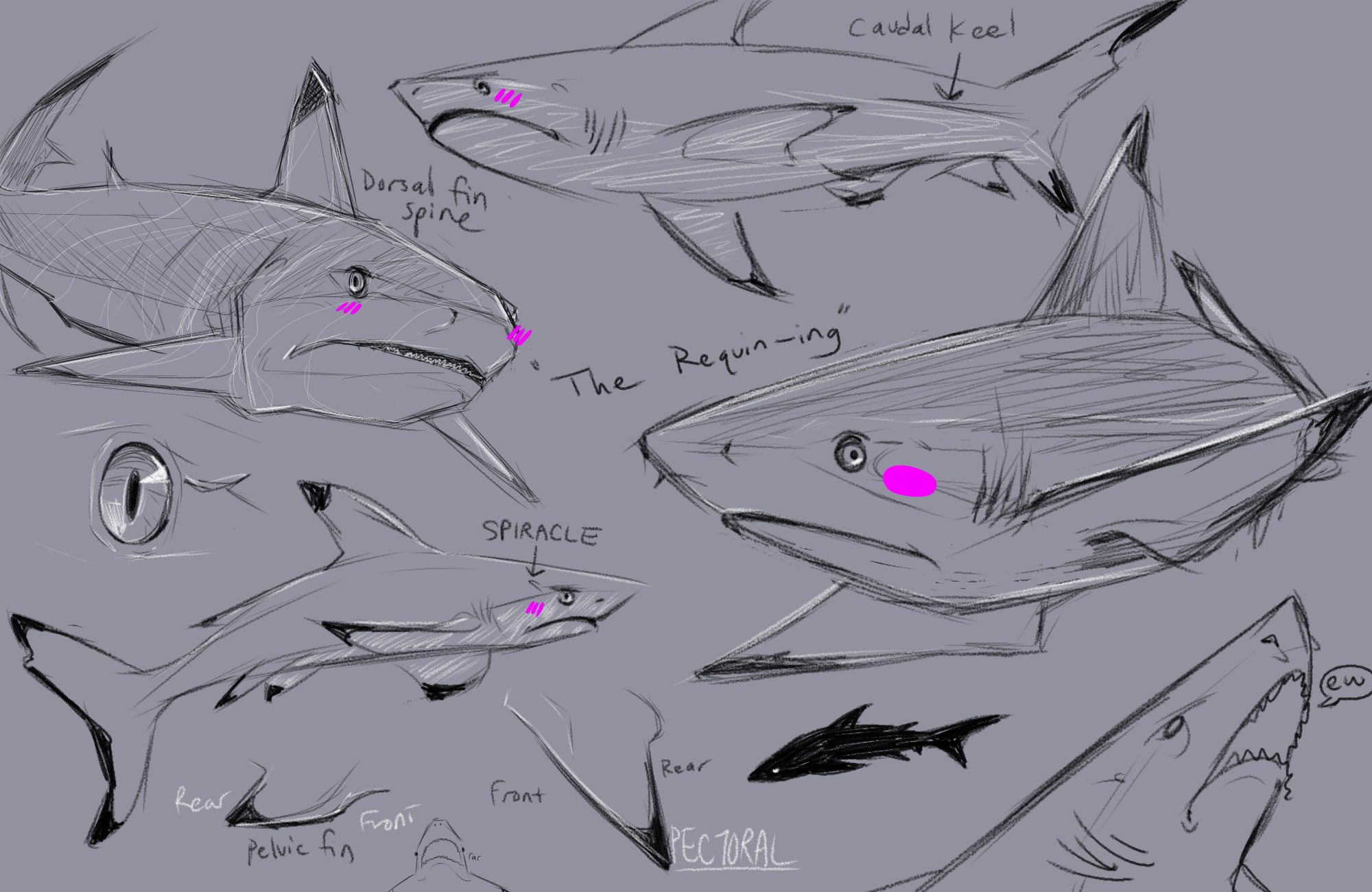Some rough sketches of tsunderesharks | Scrolller