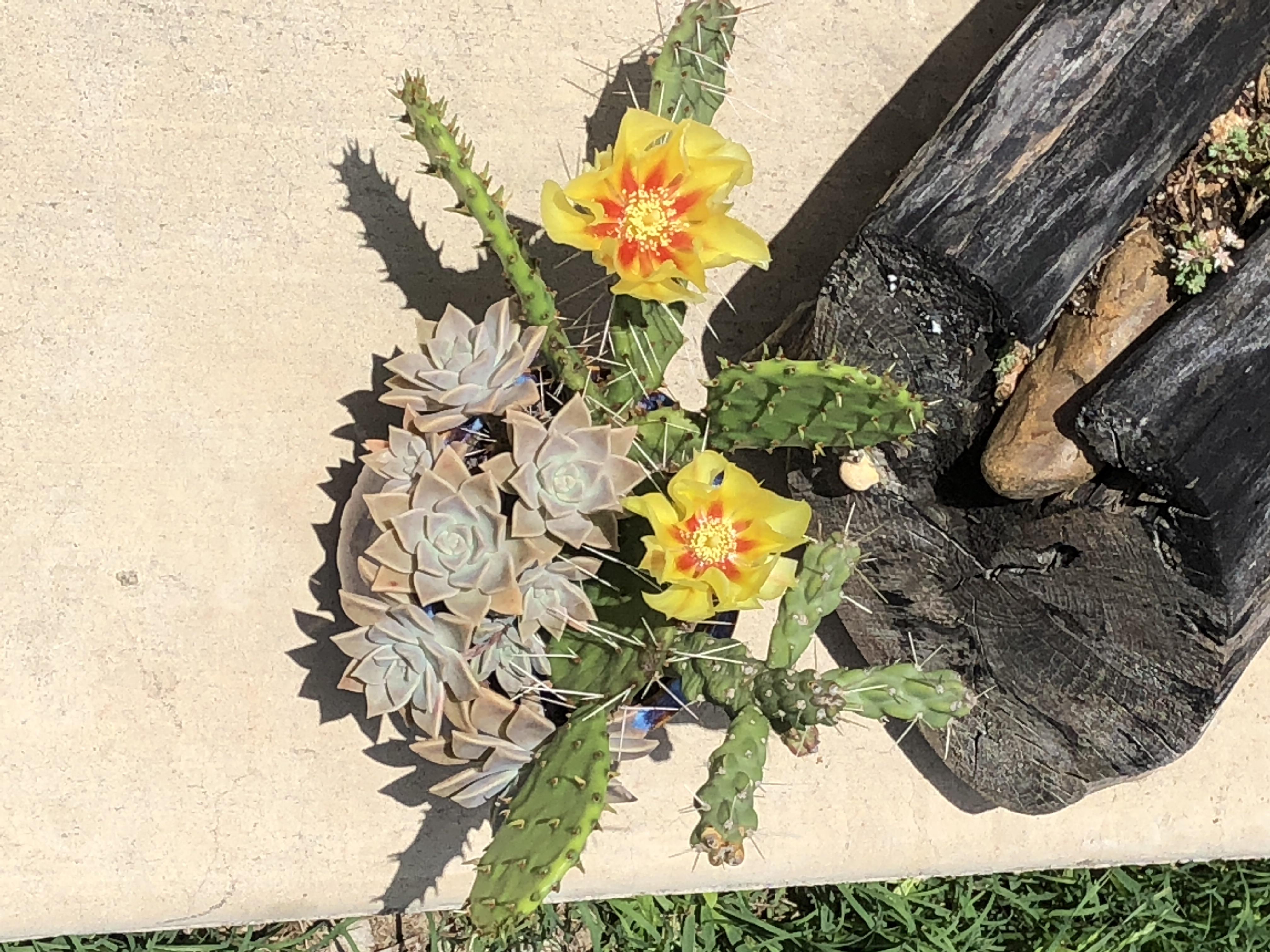 Some species of paddle cactus and a cholla | Scrolller