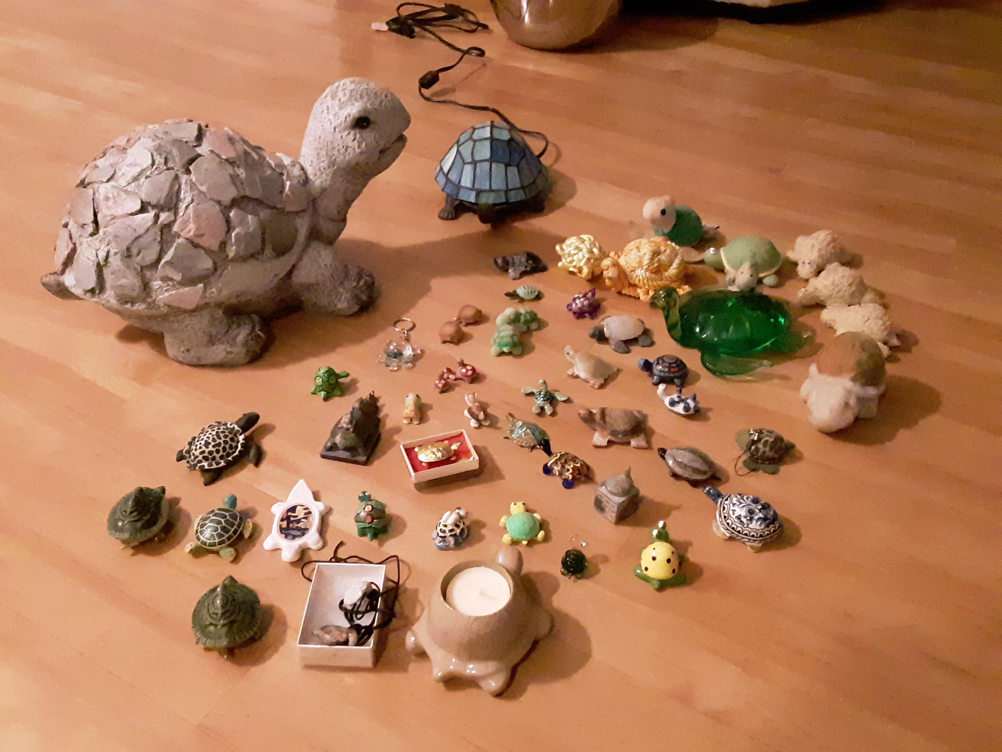 Some turtles 🐢🐢🐢 | Scrolller