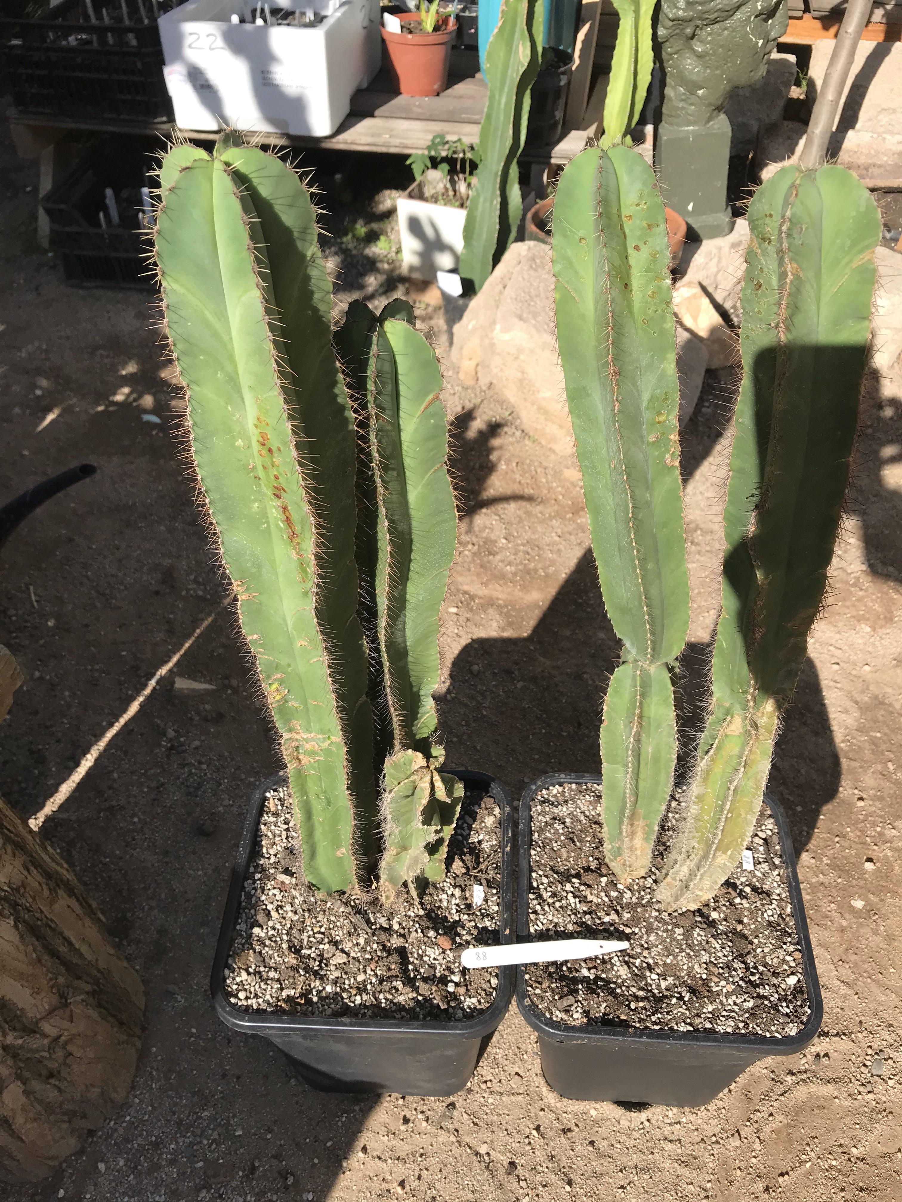 Someone can help with these columnar cacti? IG please, Thanks in advance. | Scrolller