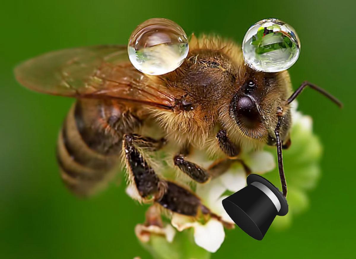 Someone hold this smart boi's hat - he's gotta get this water back to his thirsty babes | Scrolller