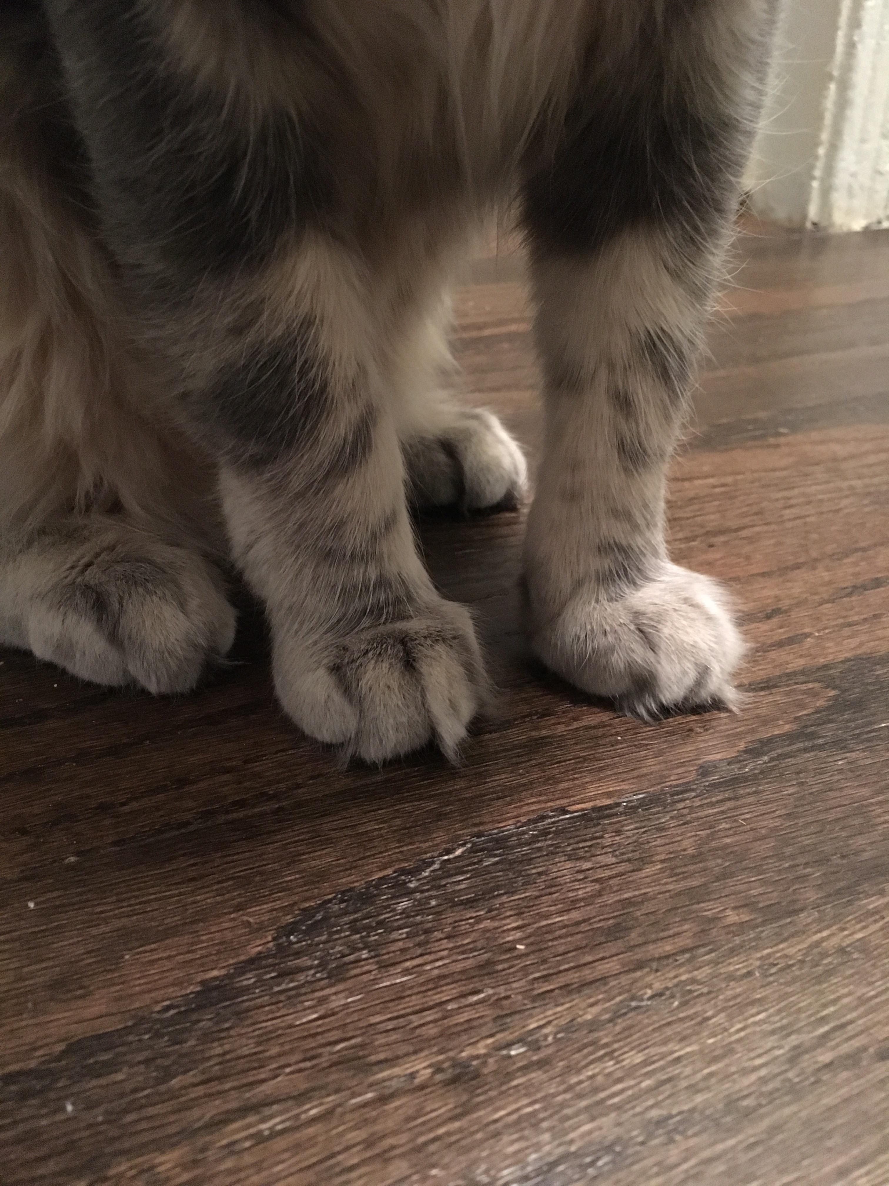 Someone’s growing some toe-fluff! | Scrolller