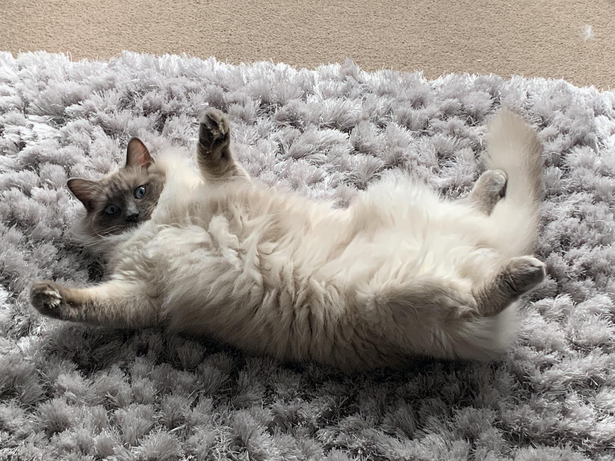 Someone wanted belly tickles... | Scrolller