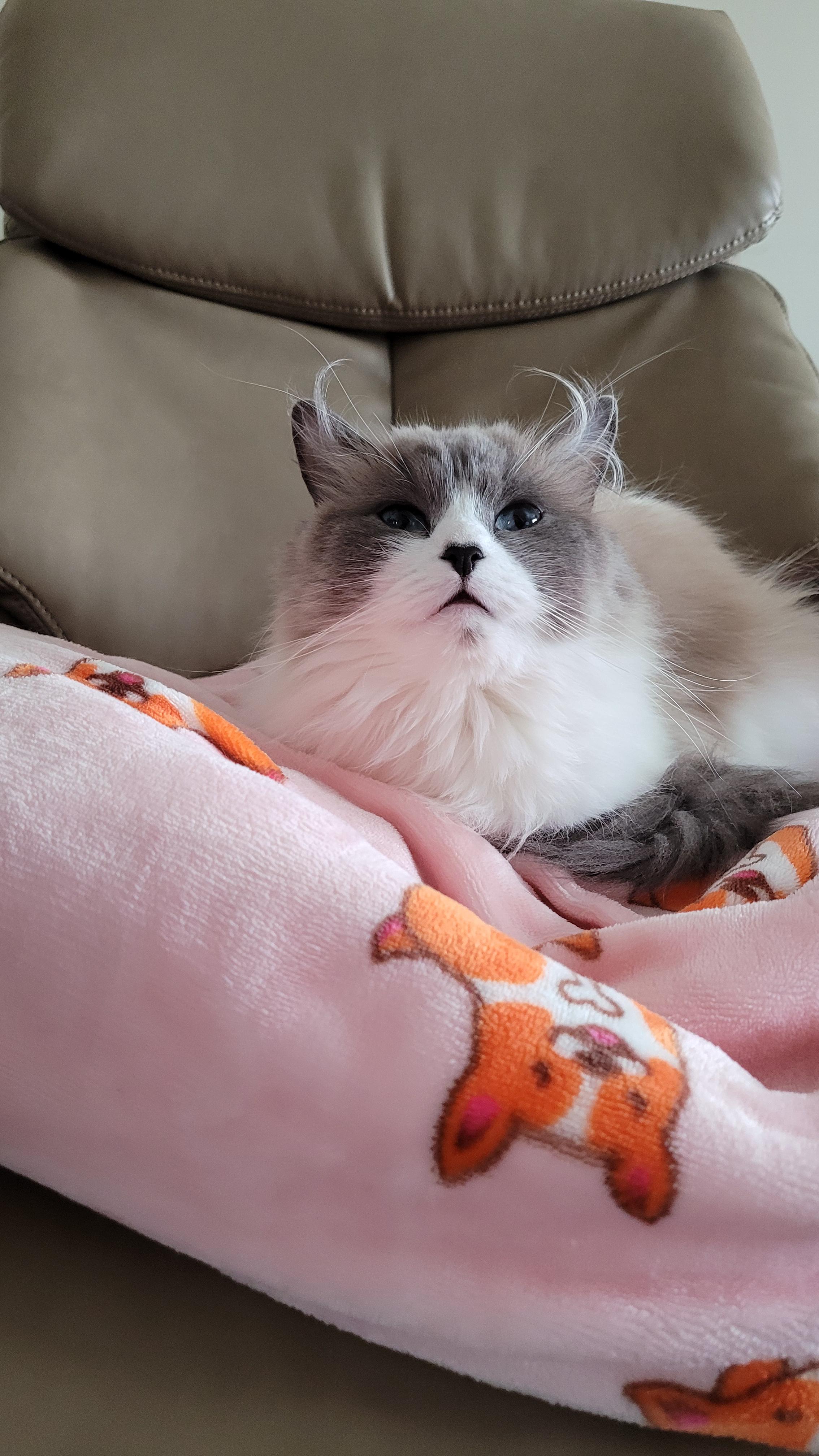 Someone woke up with some serious bedhead. | Scrolller