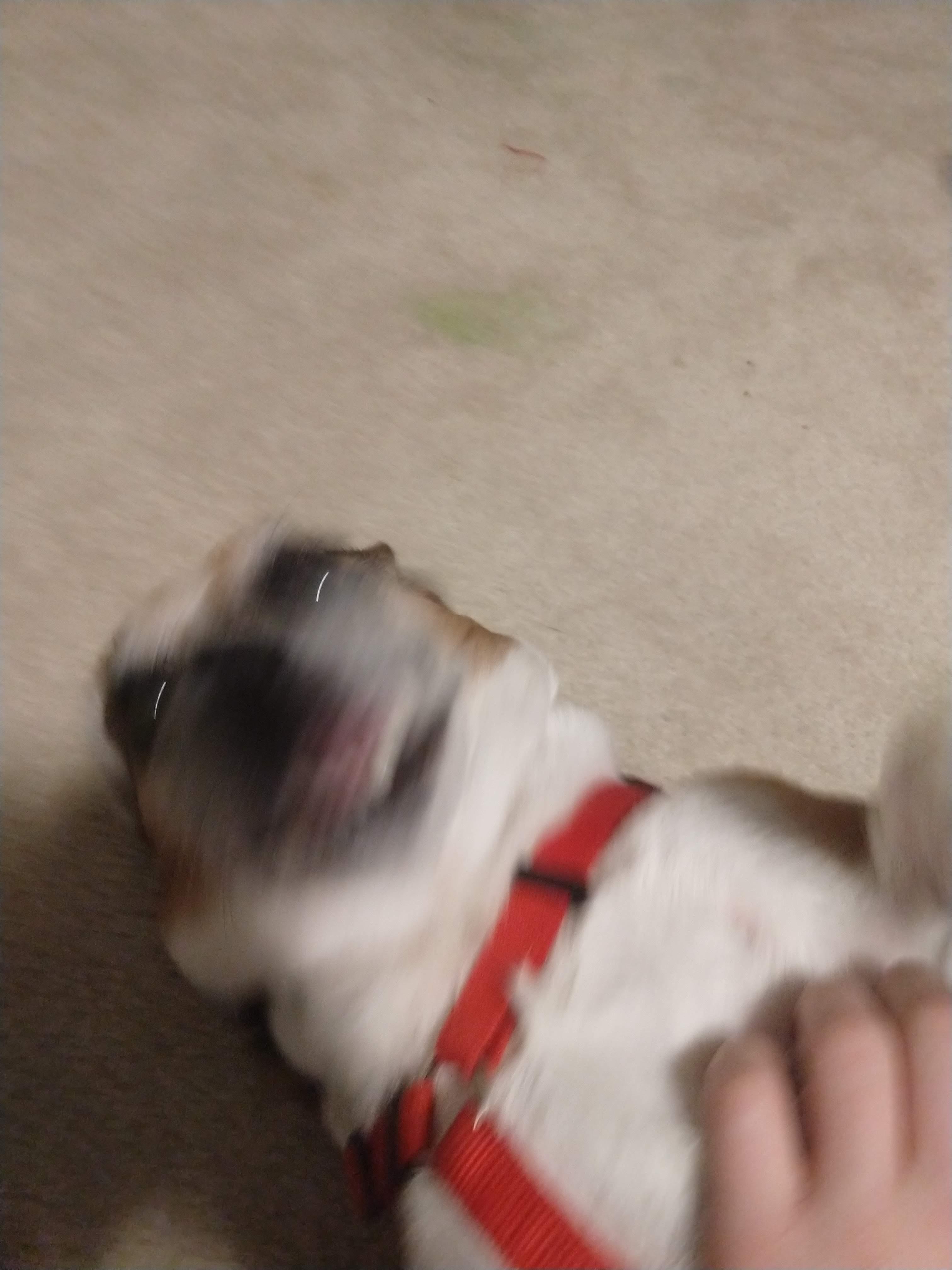 Something about this just makes me laugh. | Scrolller