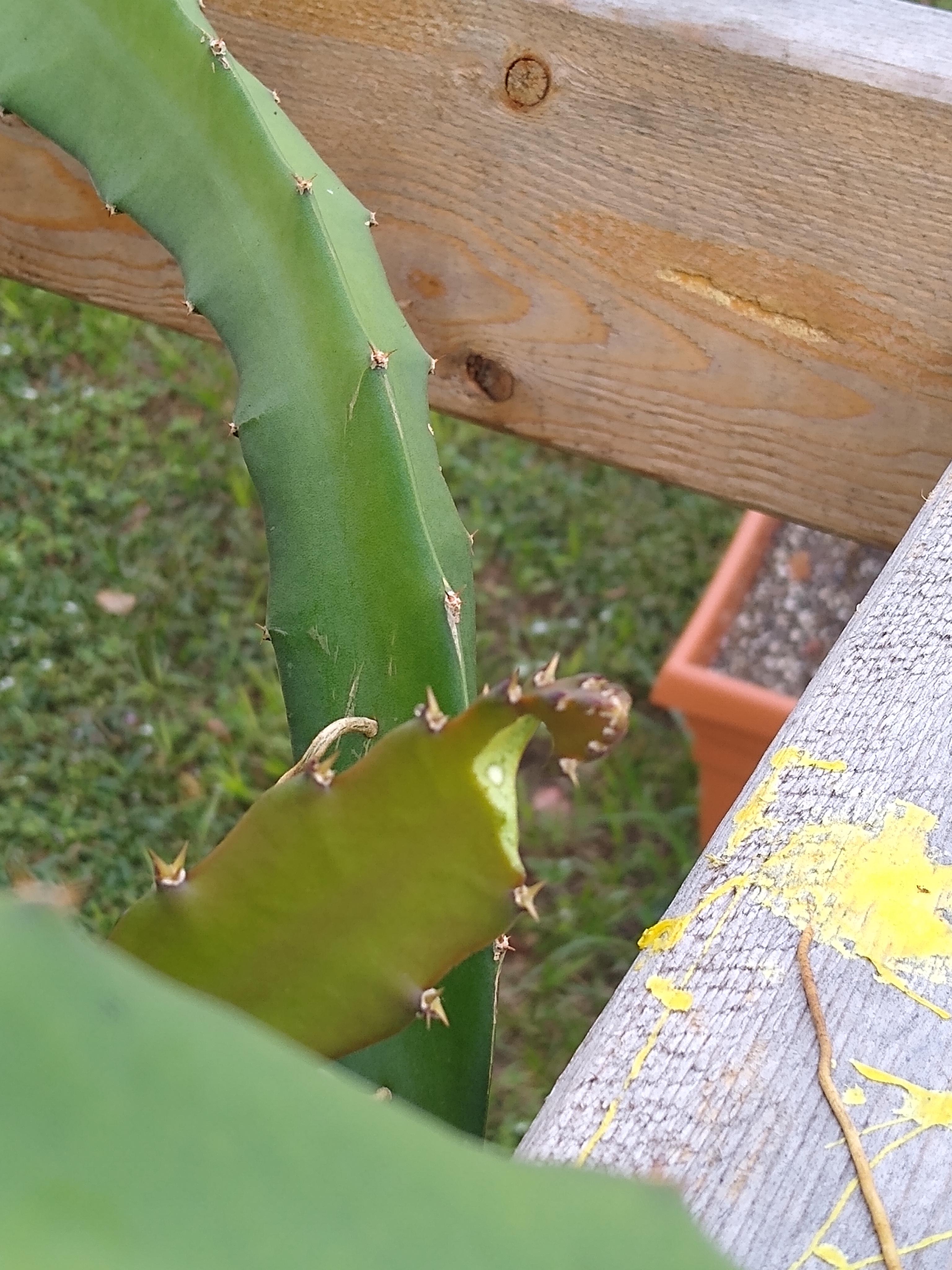 Something is eating my cactus | Scrolller