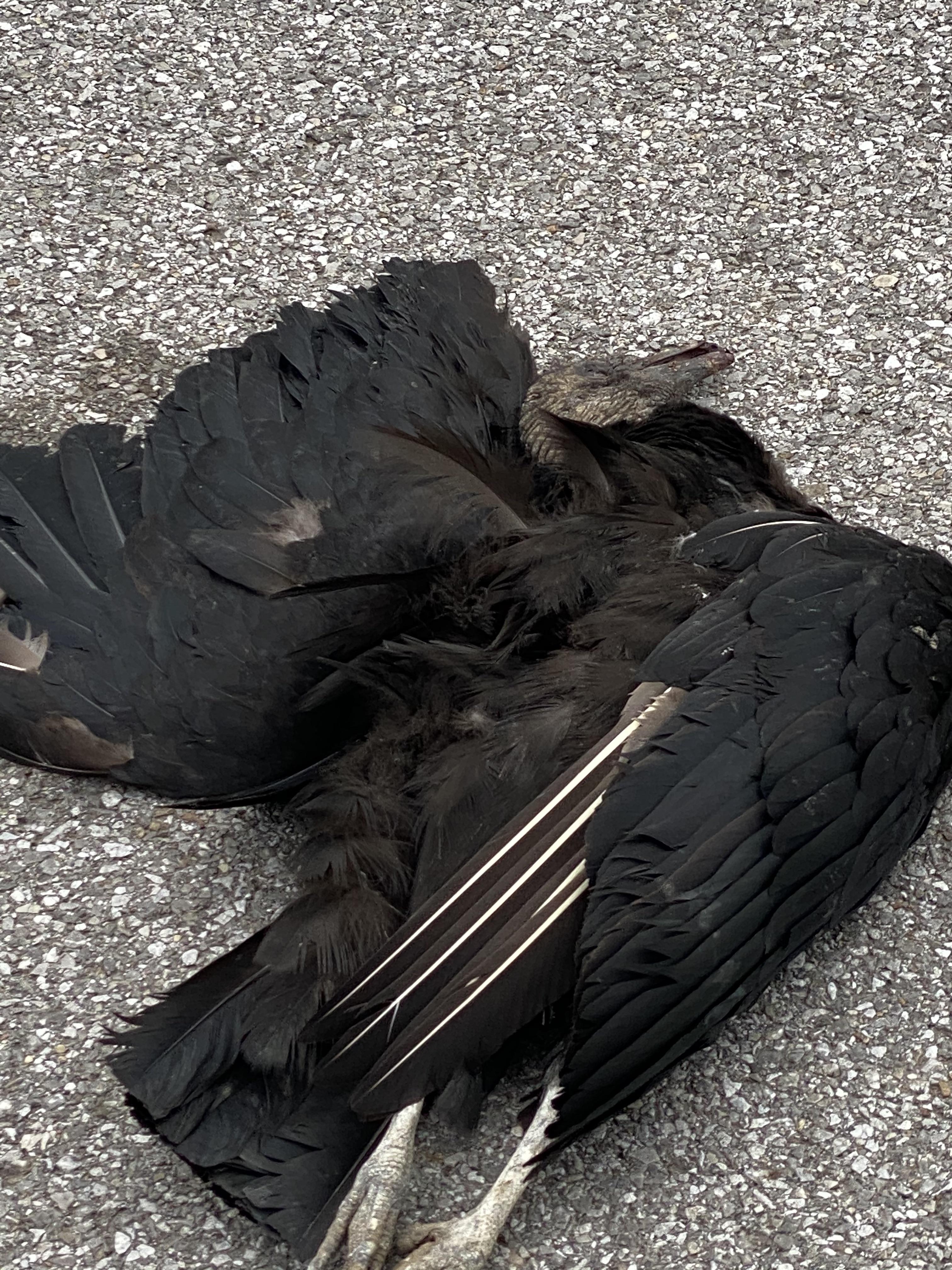 Sometimes you eat the roadkill Sometimes you are the roadkill | Scrolller