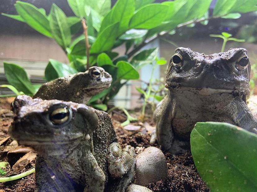 Sonoran desert toad squad | Scrolller