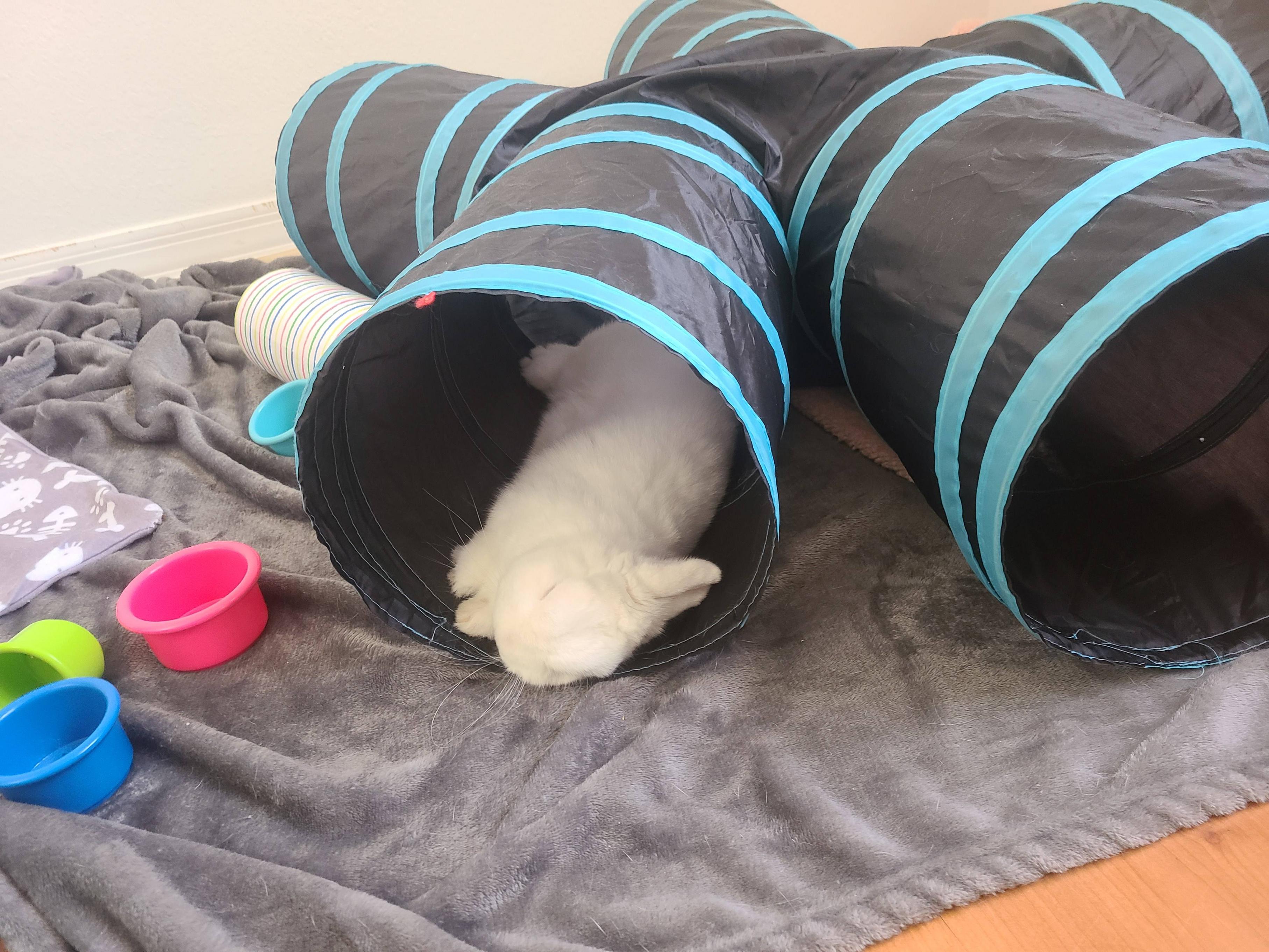 Soooo tired after playtime. | Scrolller