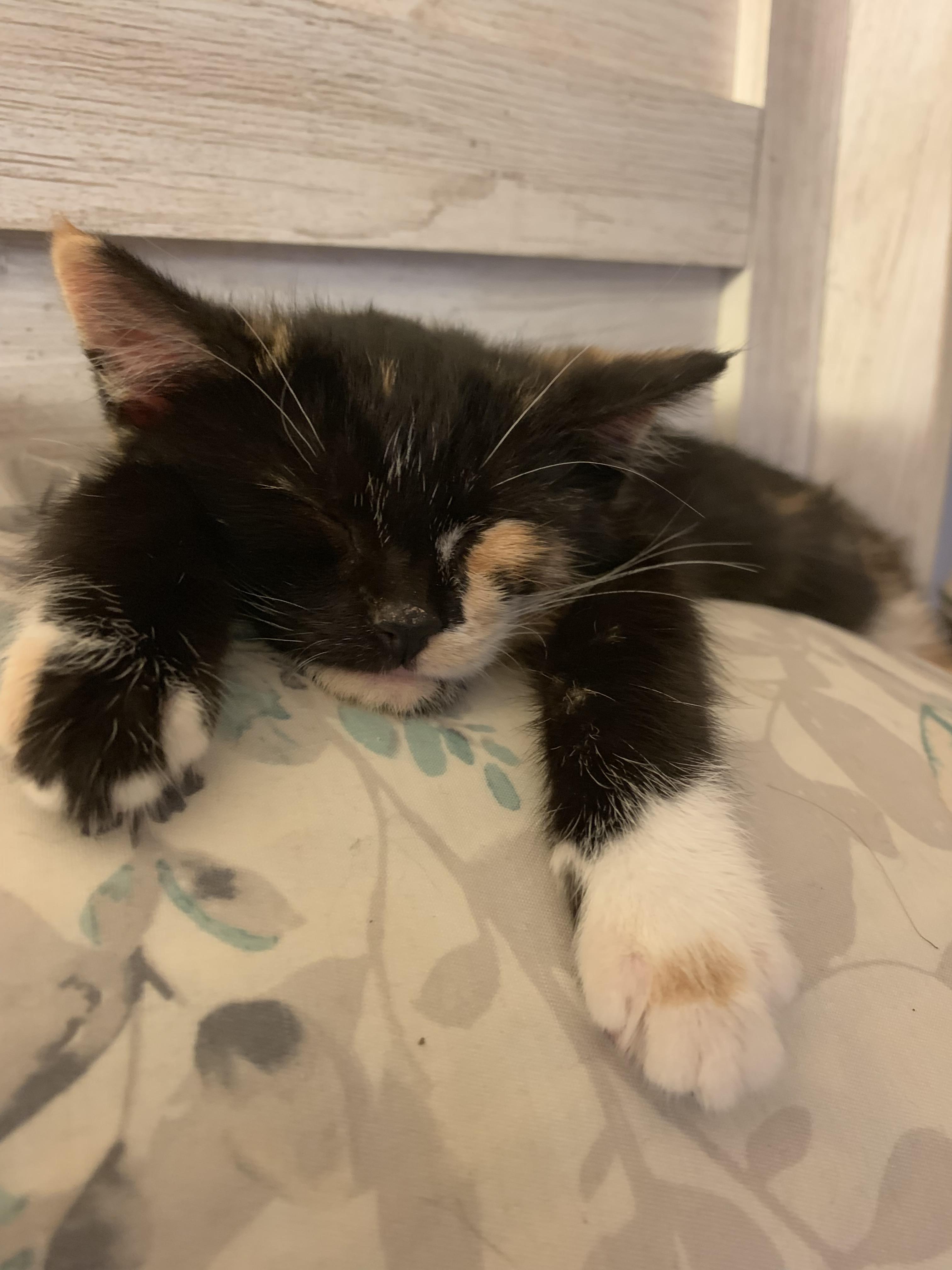 Sophie taking a tiny nap | Scrolller