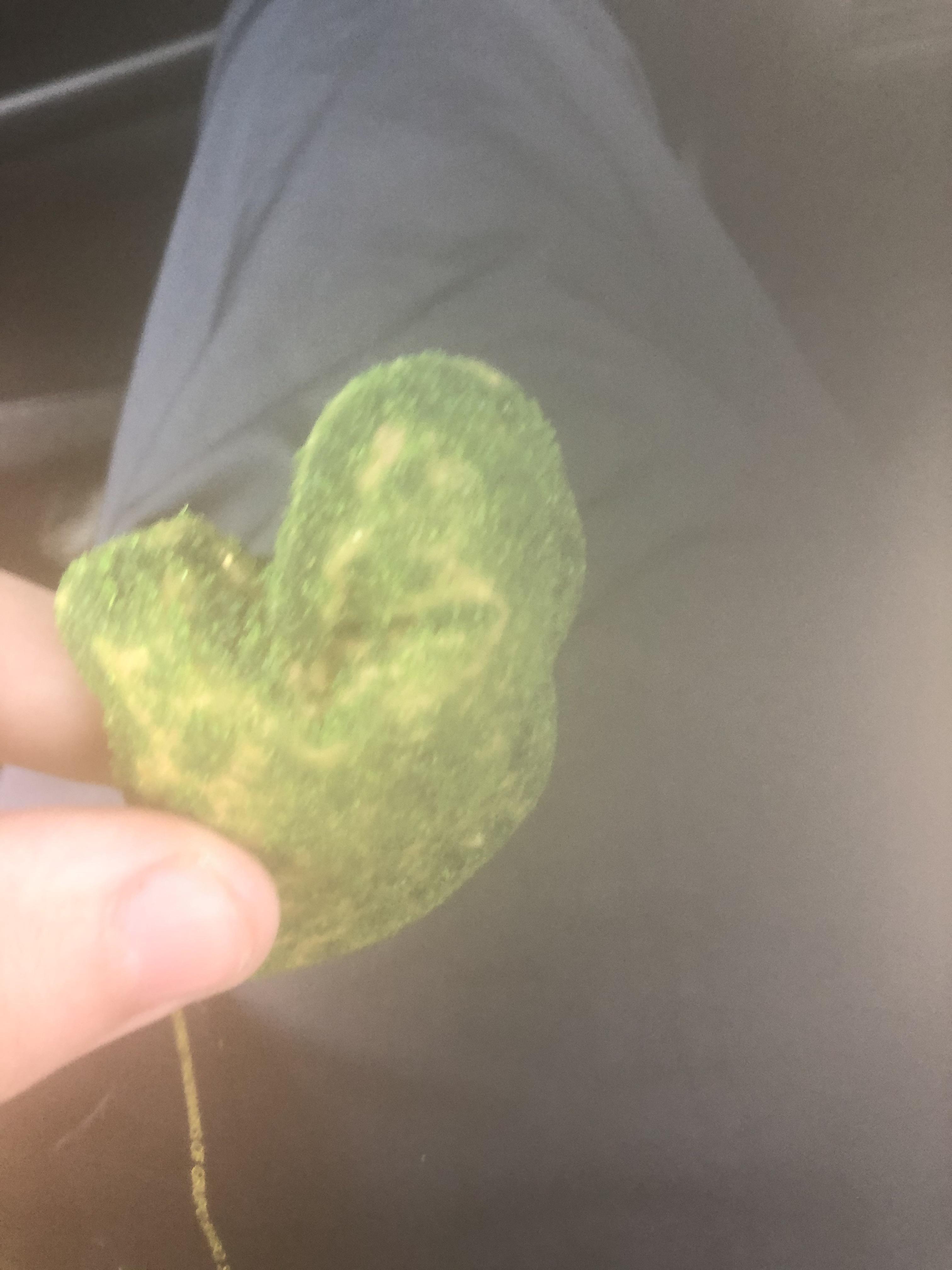 Sorta looks like an ear, quite fitting. | Scrolller