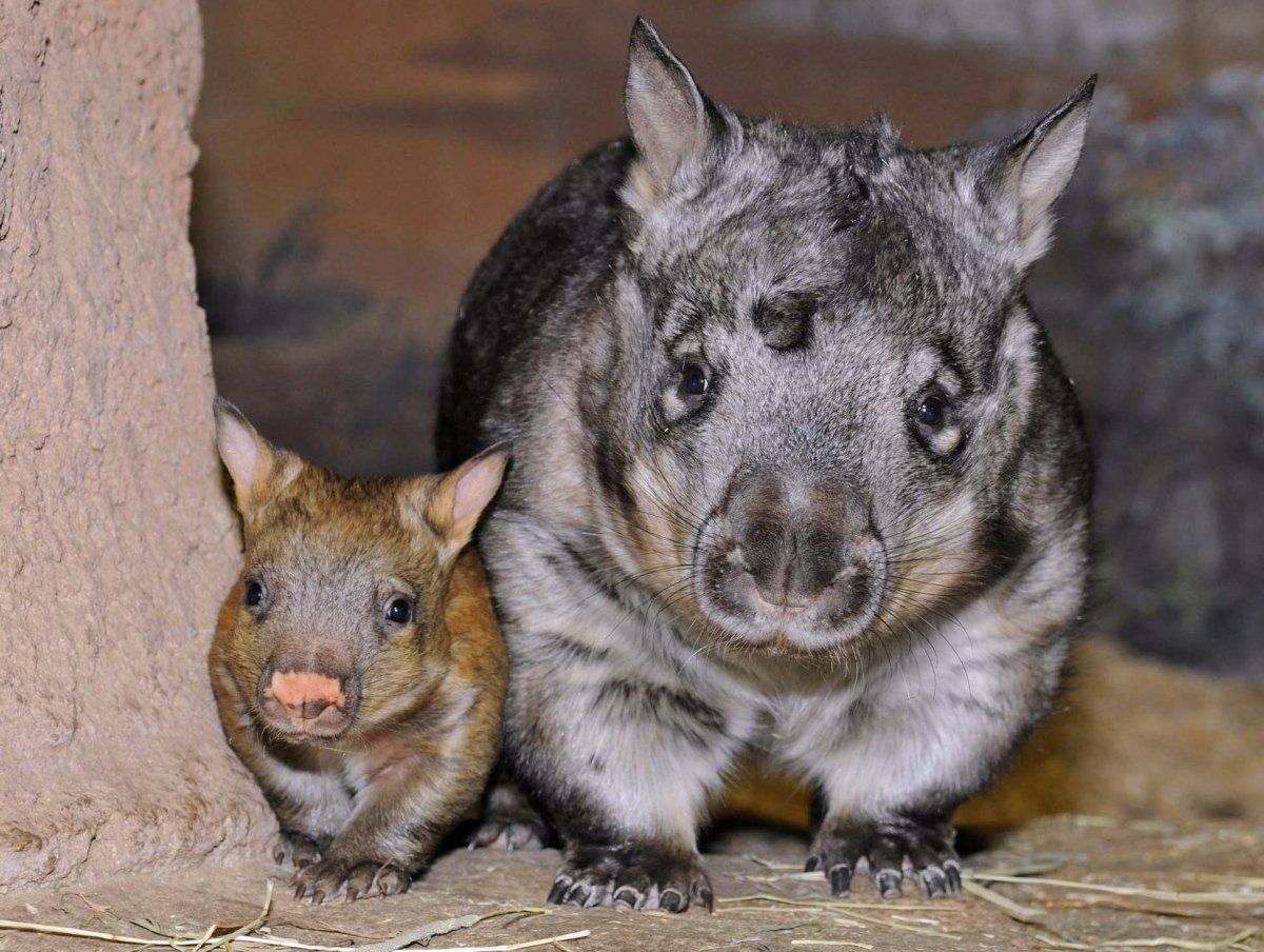 Southern Hairy-Nosed Wombat family, Brookfield Zoo, IL | Scrolller