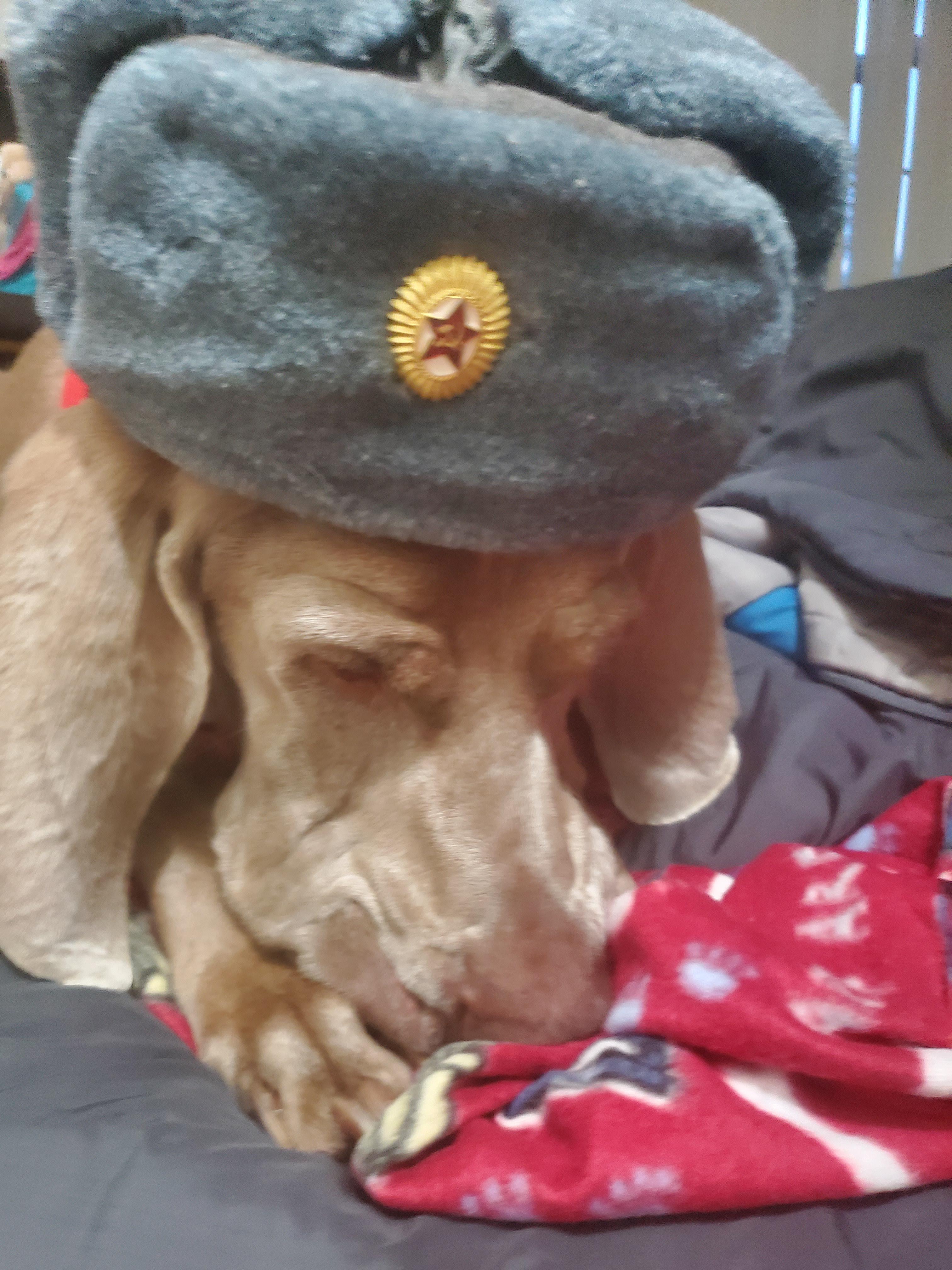 Soviet Dog | Scrolller