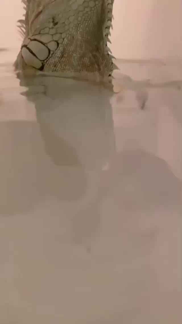 Spa day for Buddy | Scrolller