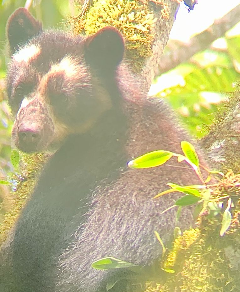 Spectacled (Andean) bear through a spotting scope in Ecuador | Scrolller