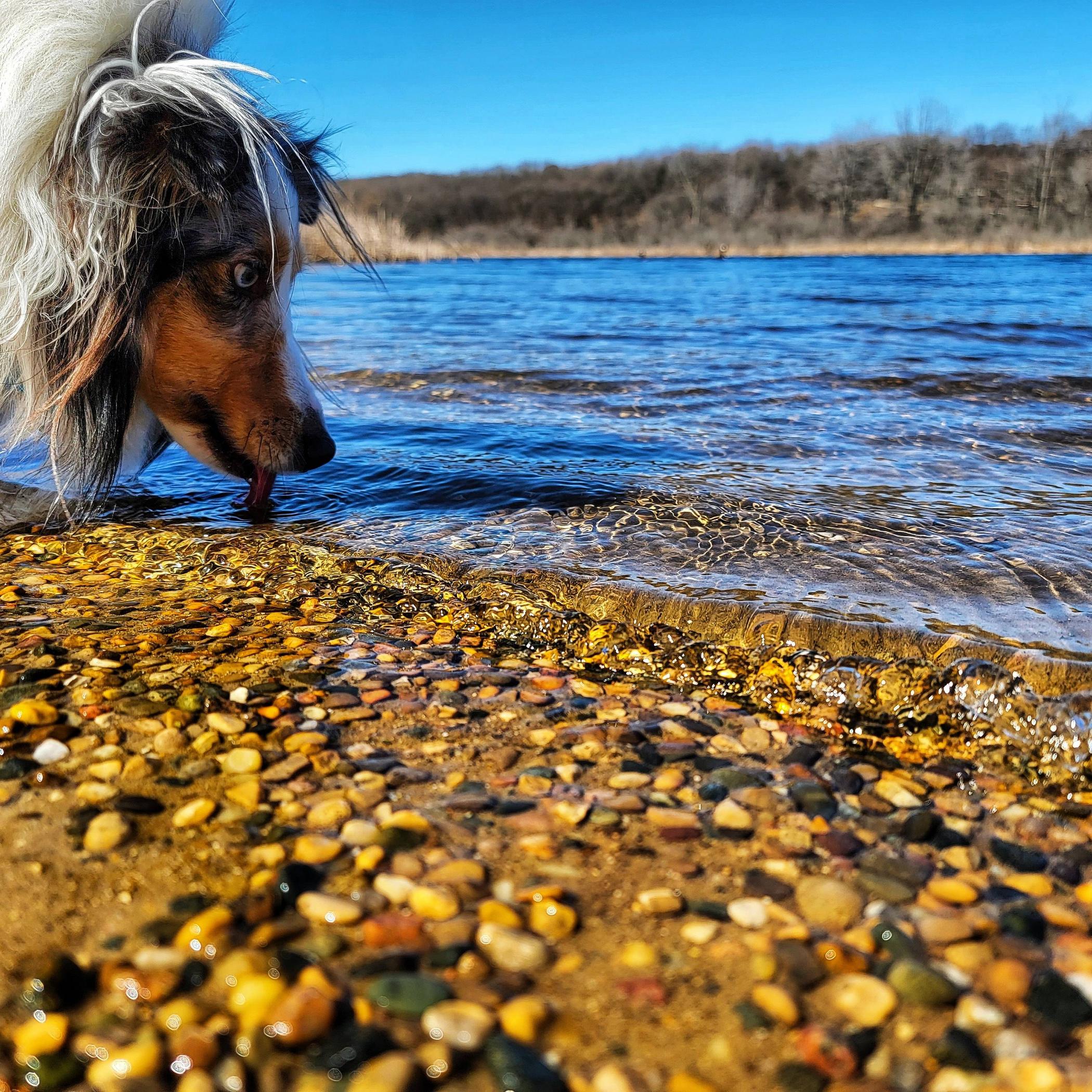 Spicy dog, cool waters. | Scrolller