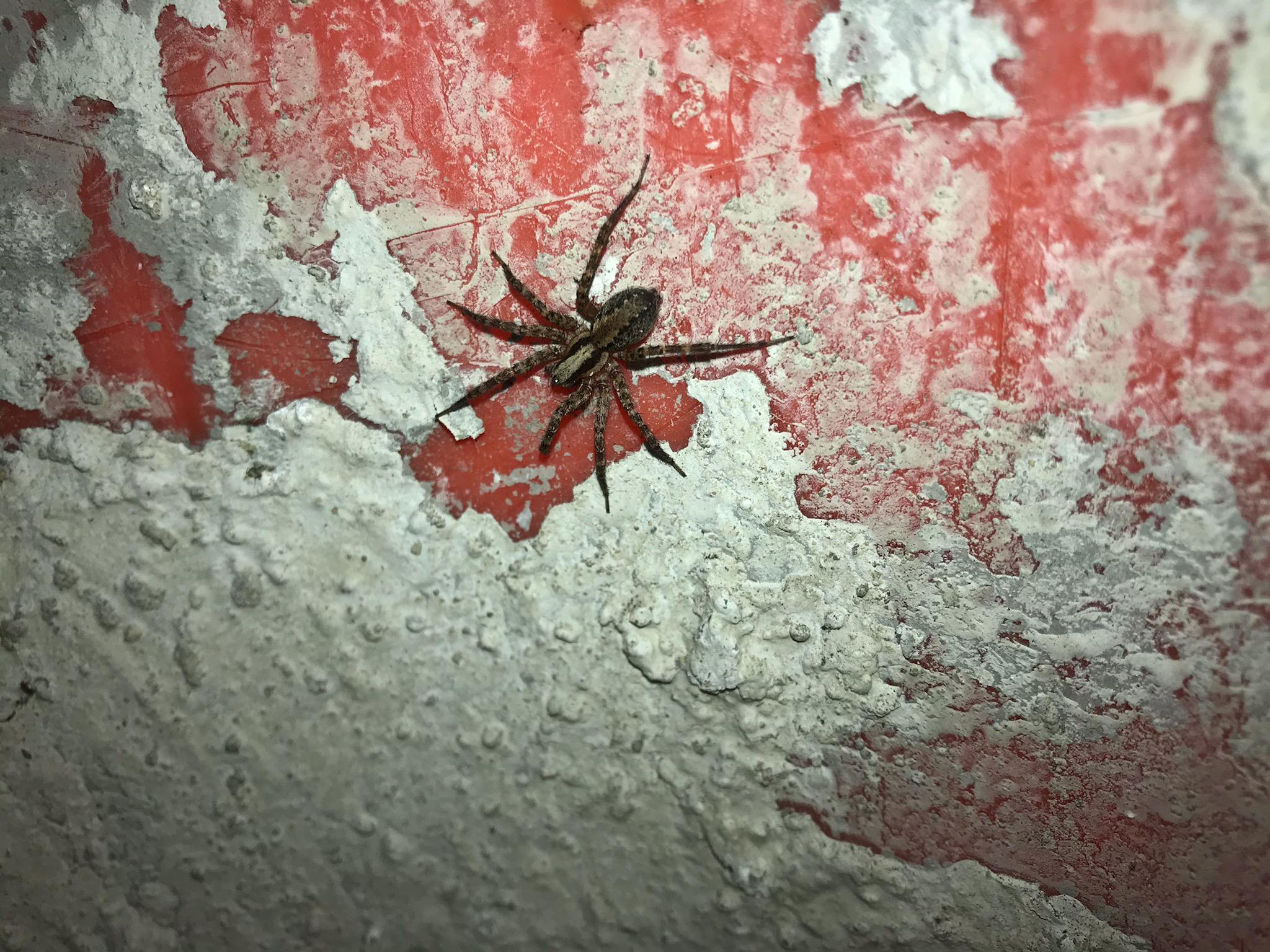 Spider. Bay area, CA | Scrolller