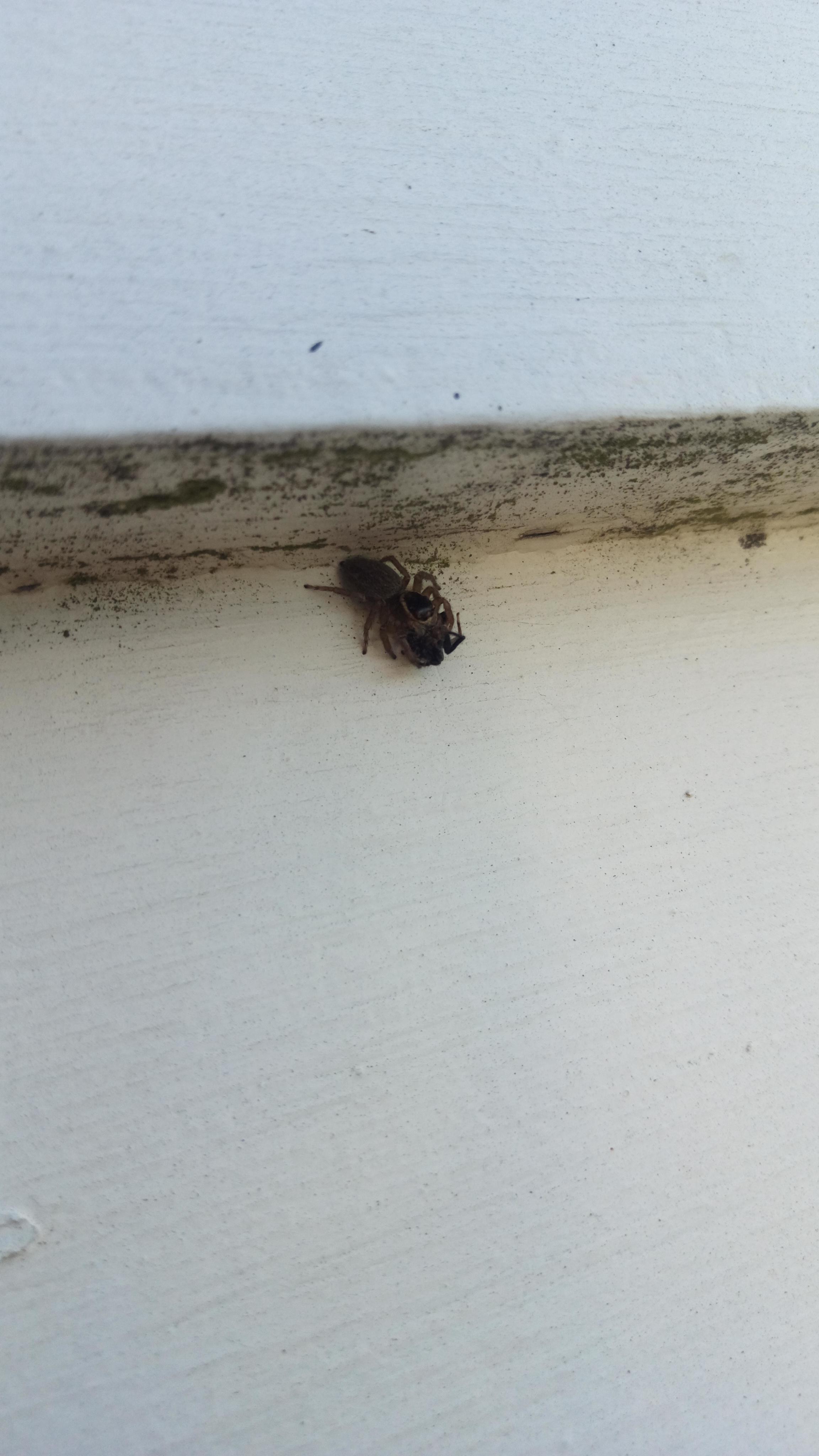 Spider cannibalism | Scrolller