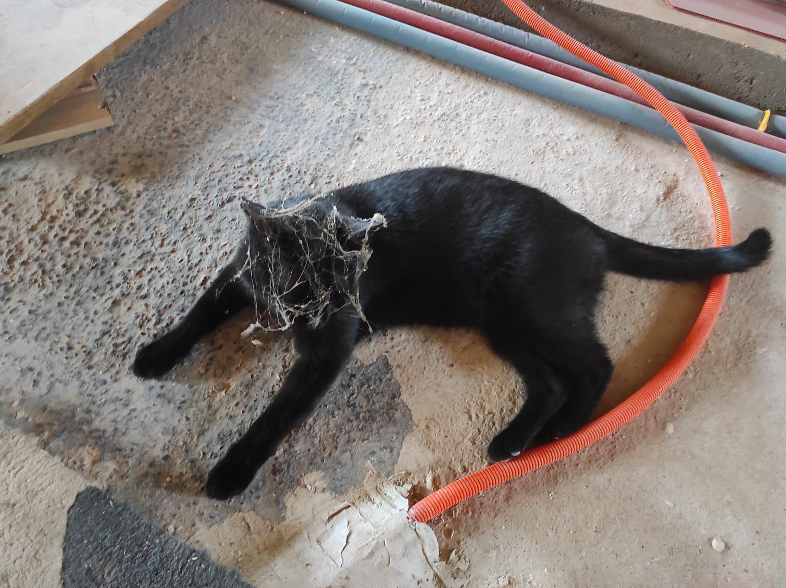 Spider CAT | Scrolller