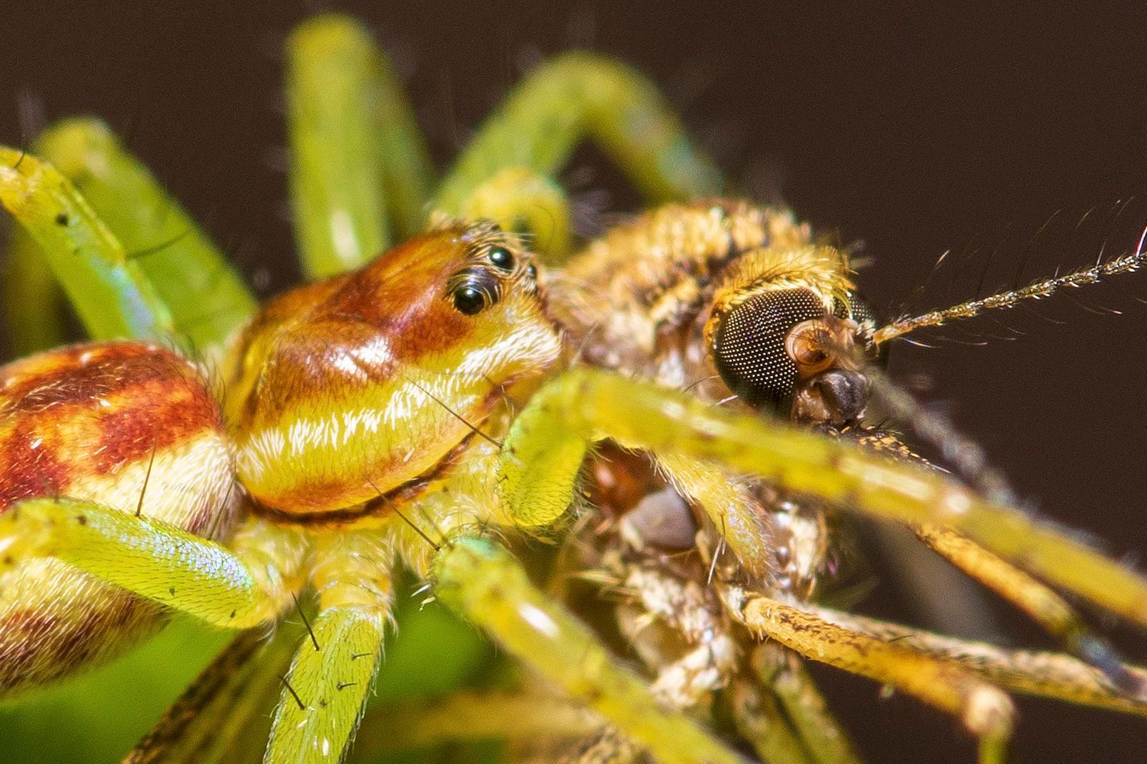 Spider eating mosquito | Scrolller