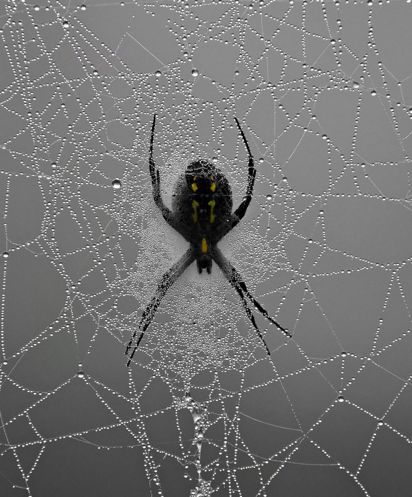 Spider look like crab | Scrolller