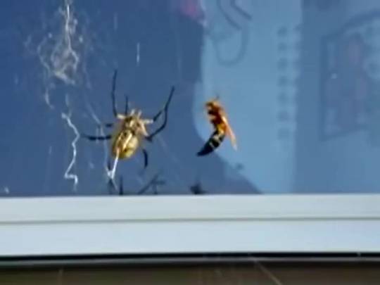 Spider vs giant wasp | Scrolller