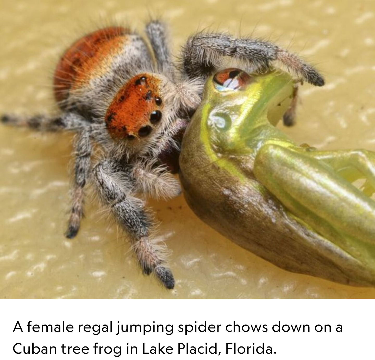 Spider with big meal | Scrolller