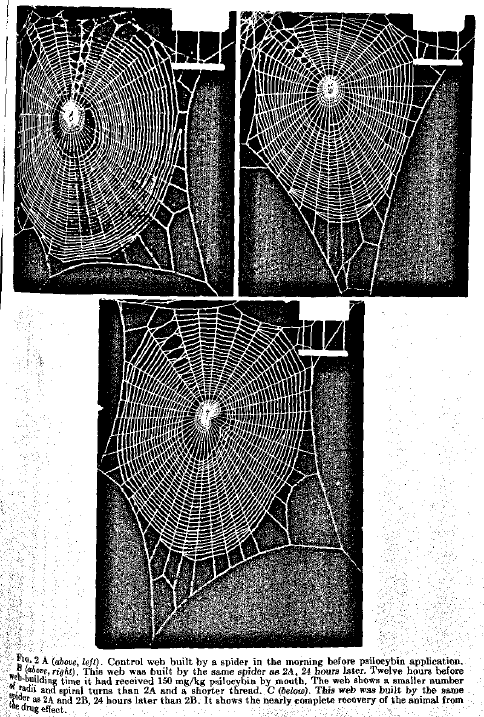 Spiders on psilocybin | Scrolller