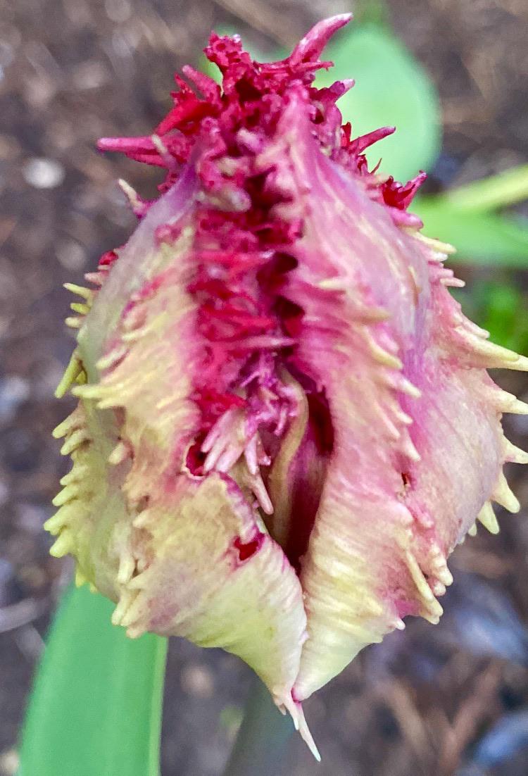 Spiky seductress. | Scrolller